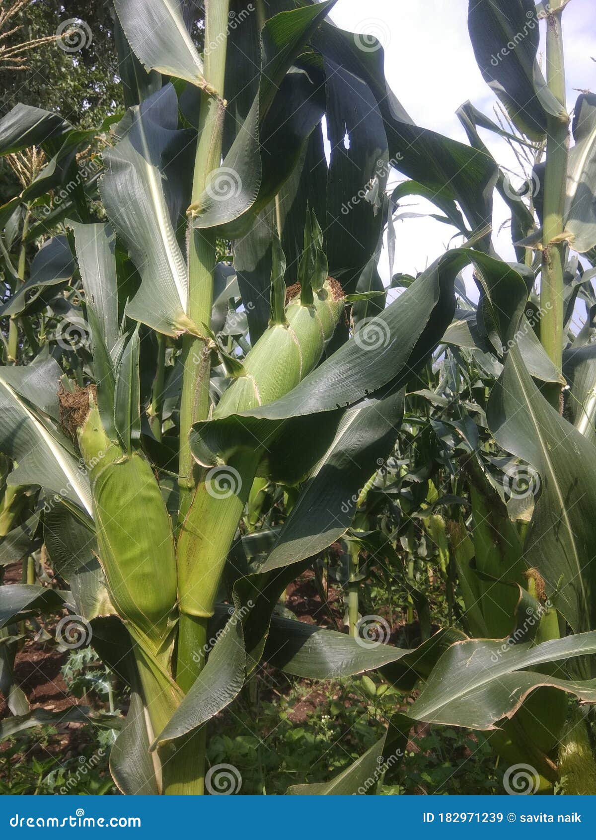 Sweet corn tree stock image. Image of vegetable, flower - 182971239