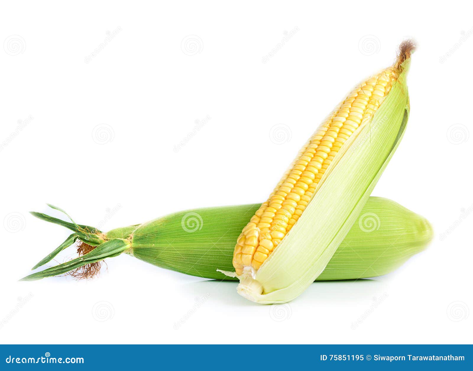 Sweet Corn on White Background Stock Image - Image of sweetcorn, food ...