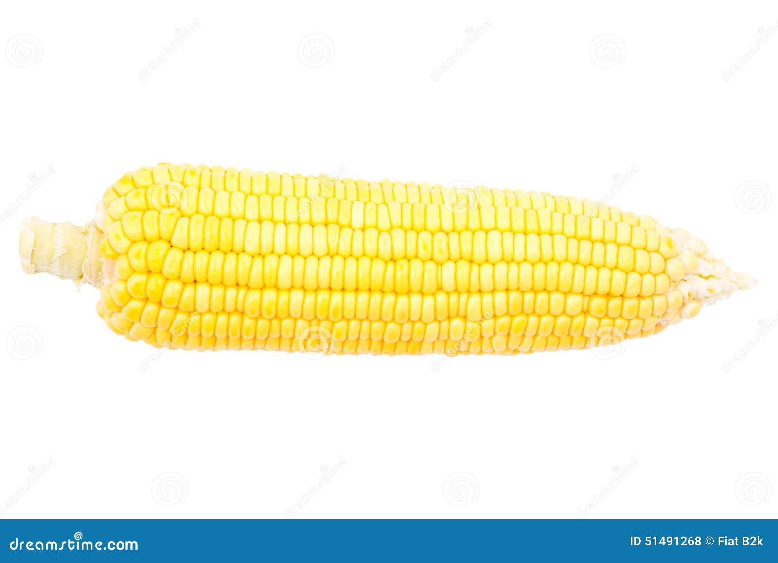 Sweet Corn on White Background Closeup Stock Photo - Image of husk ...