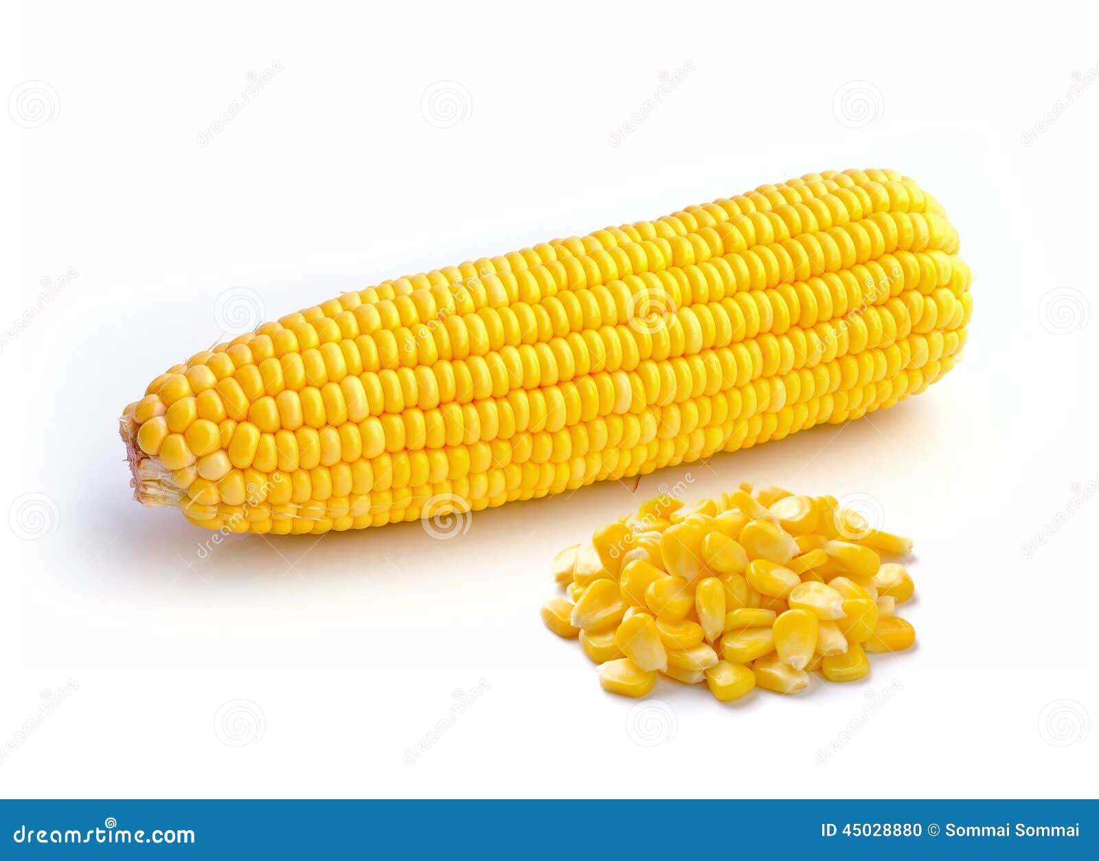 Sweet Corn on White Background Stock Photo - Image of maize, cooking ...