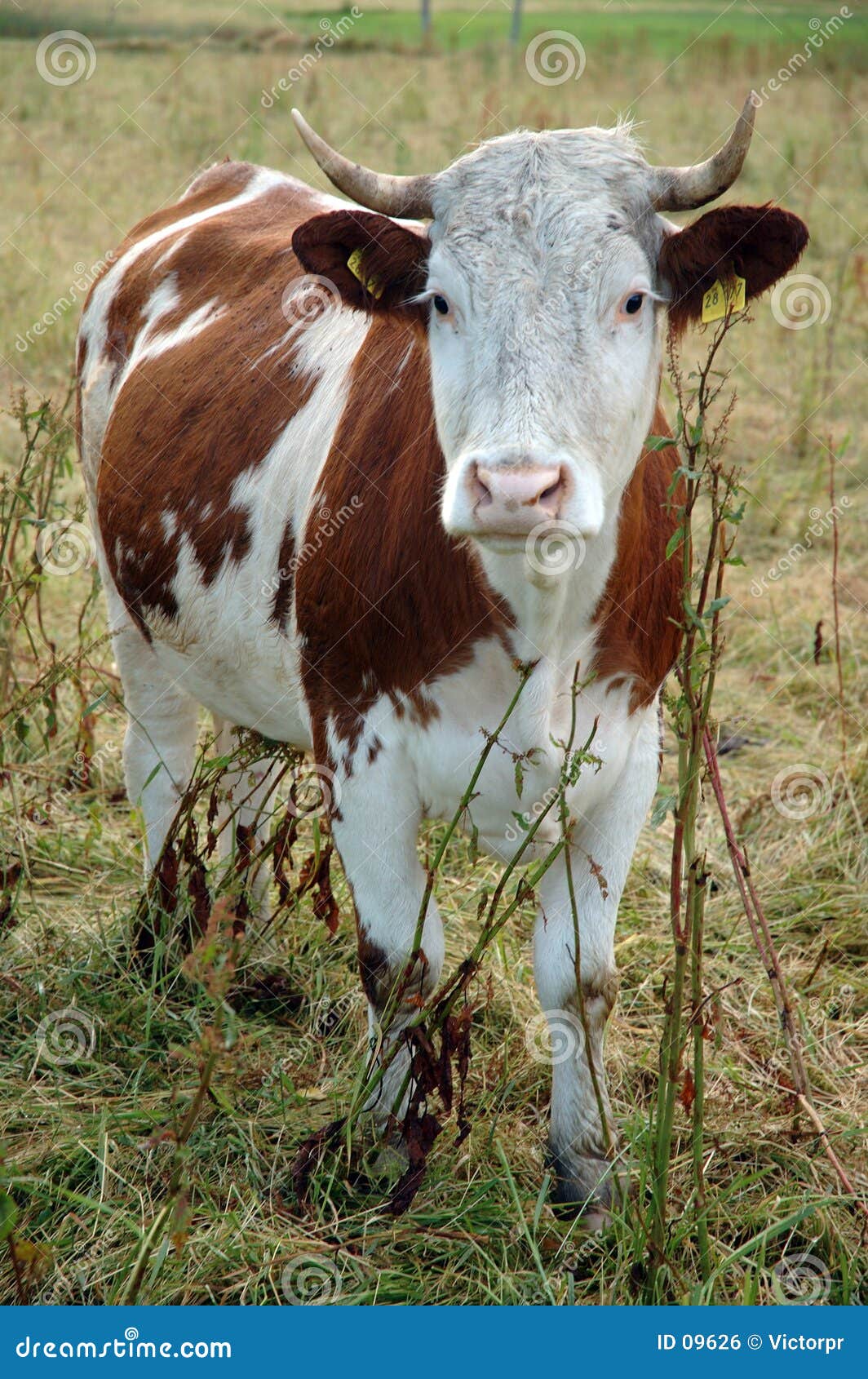 Sweet cow stock photo. Image of farm, black, green, grass - 9626