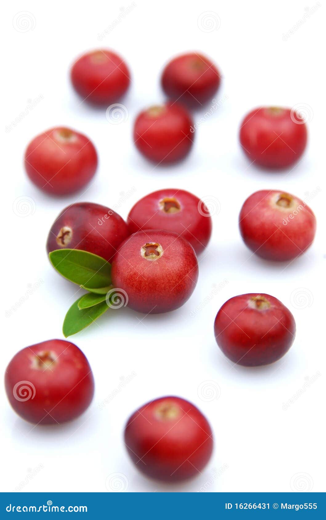 Sweet cranberry stock image. Image of nature, large, leaf - 16266431