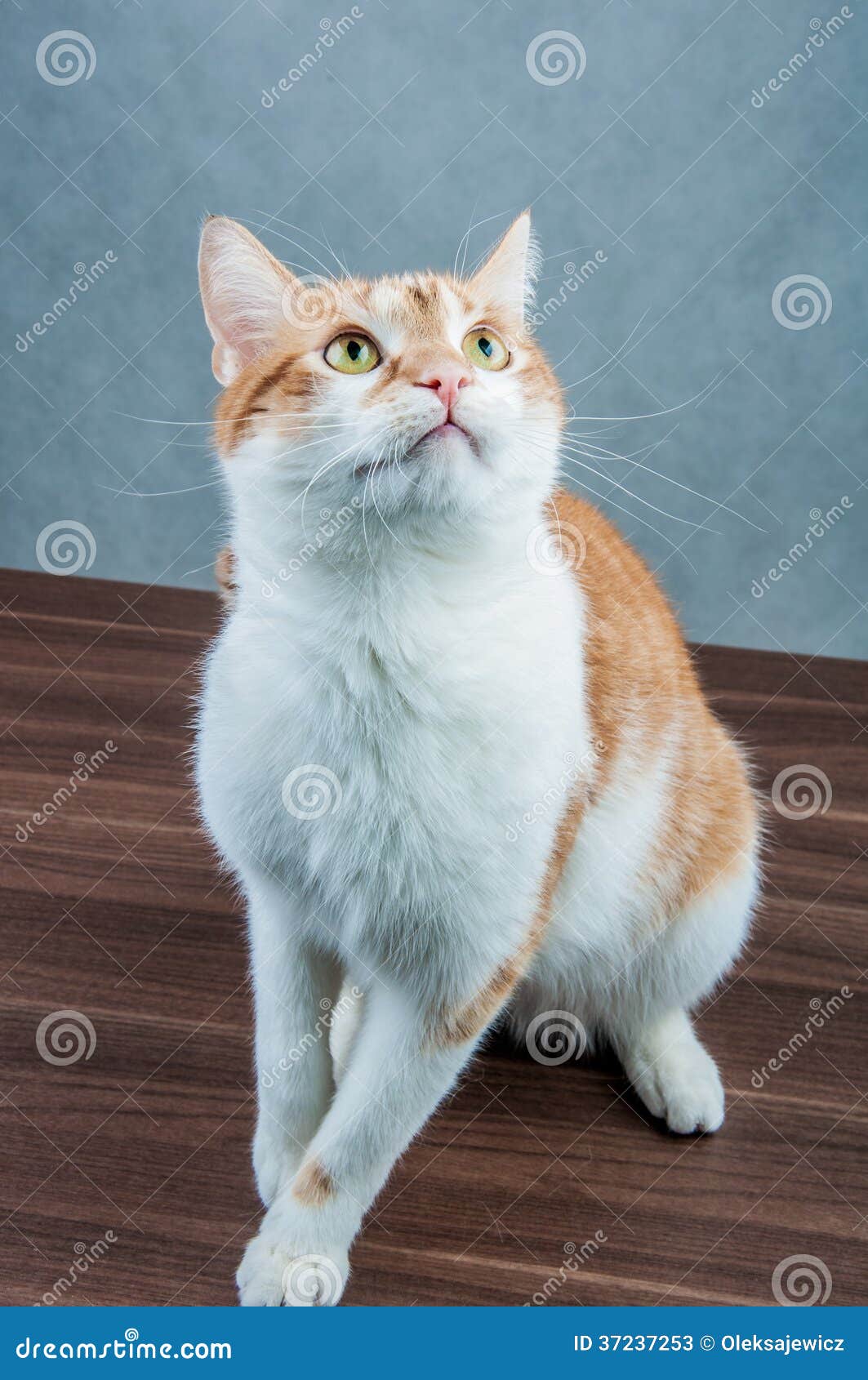 Sweet cute cat in home stock image. Image of kitten, kind - 37237253