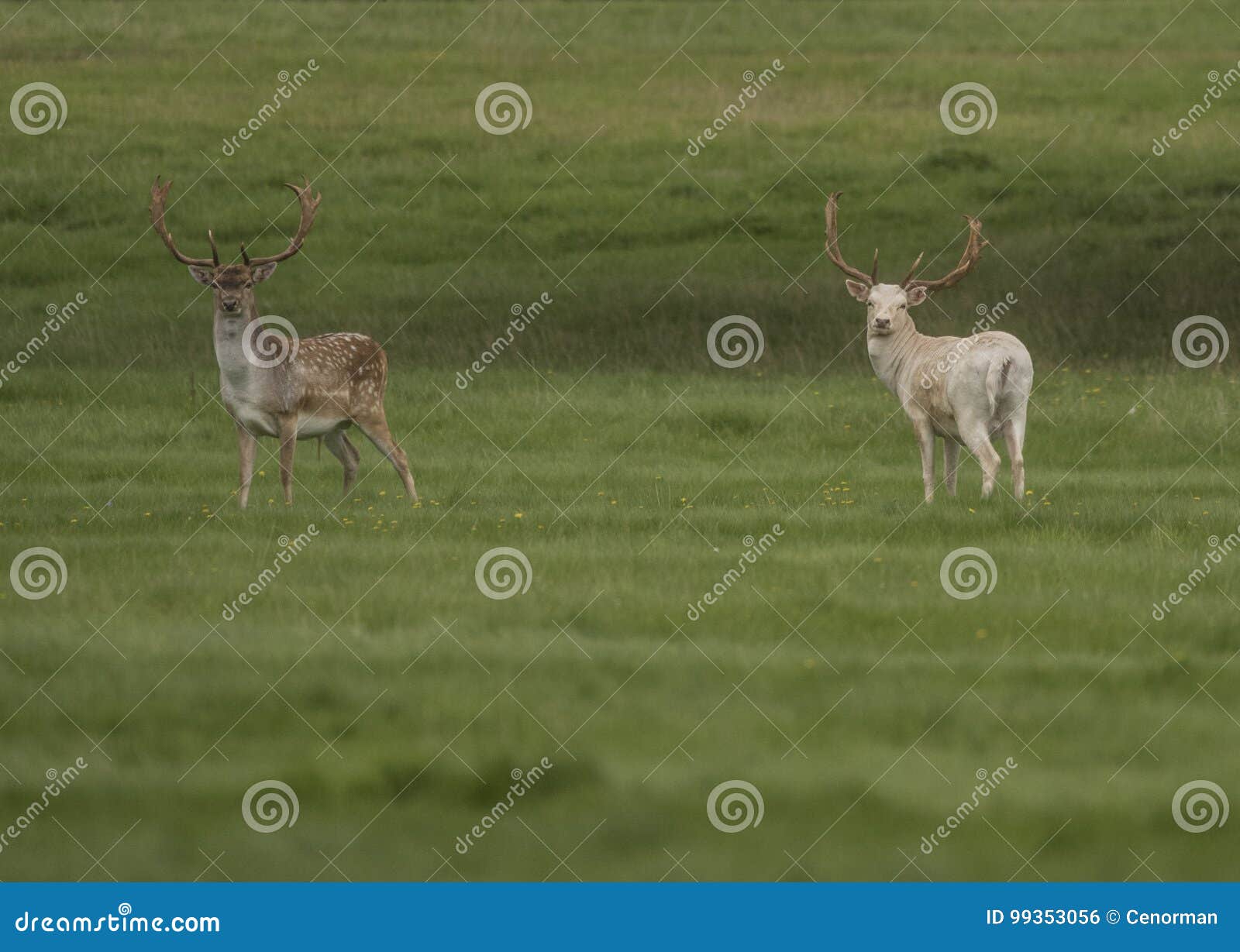 Deer under a tree stock photo. Image of ecosystem, herd - 99353056