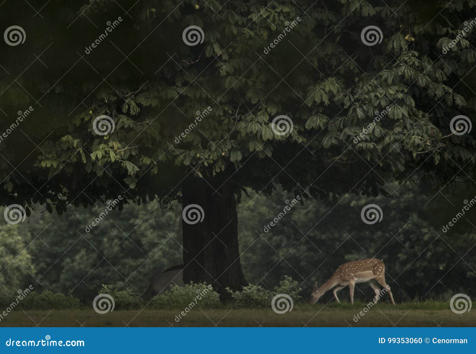 Deer under a tree stock photo. Image of sweet, ecosystem - 99353060