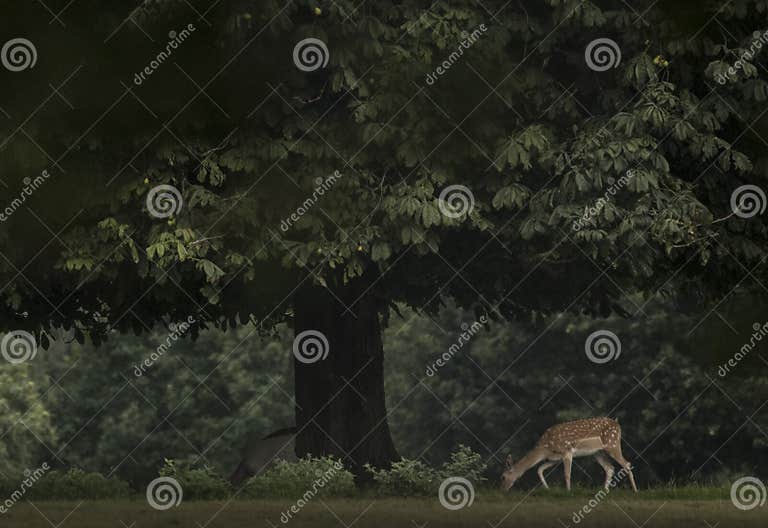 Deer under a tree stock photo. Image of sweet, ecosystem - 99353060
