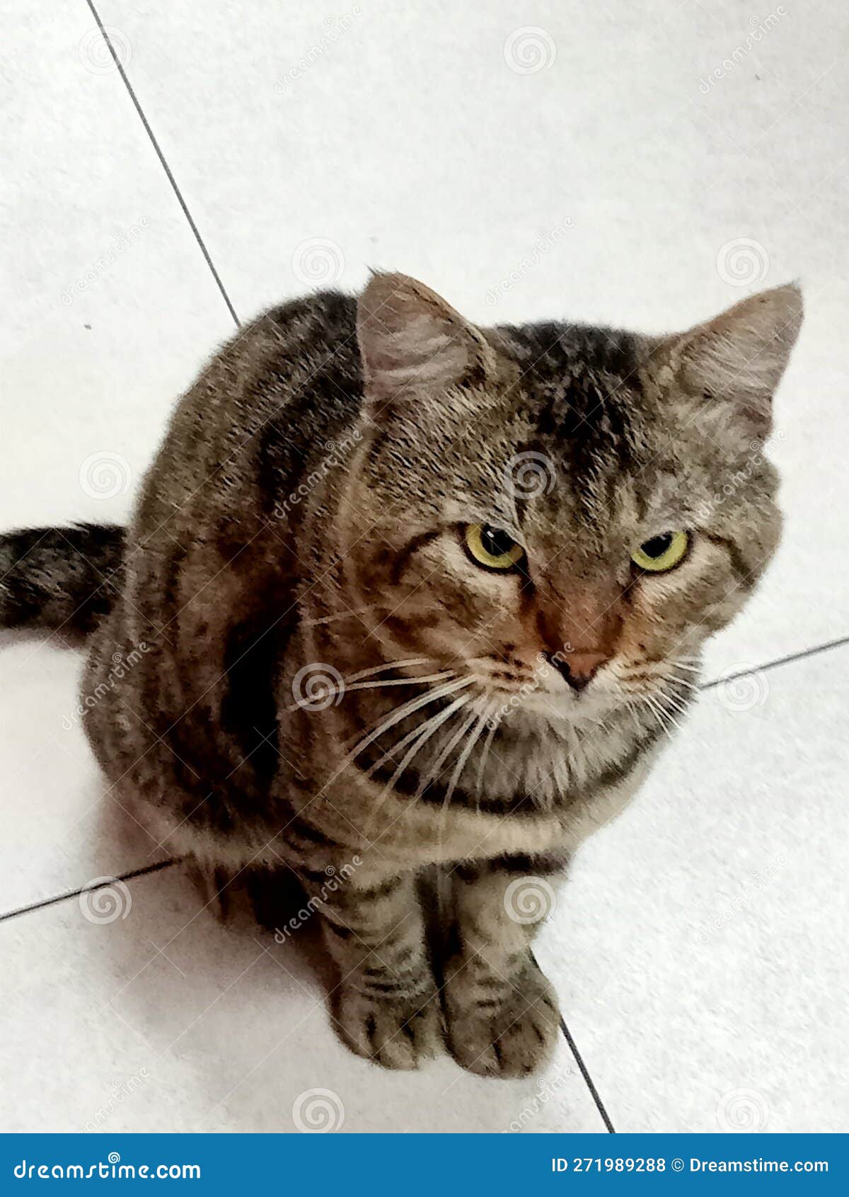 Sweet and Docile Cat with Sharp Eyes Stock Photo - Image of sweet ...