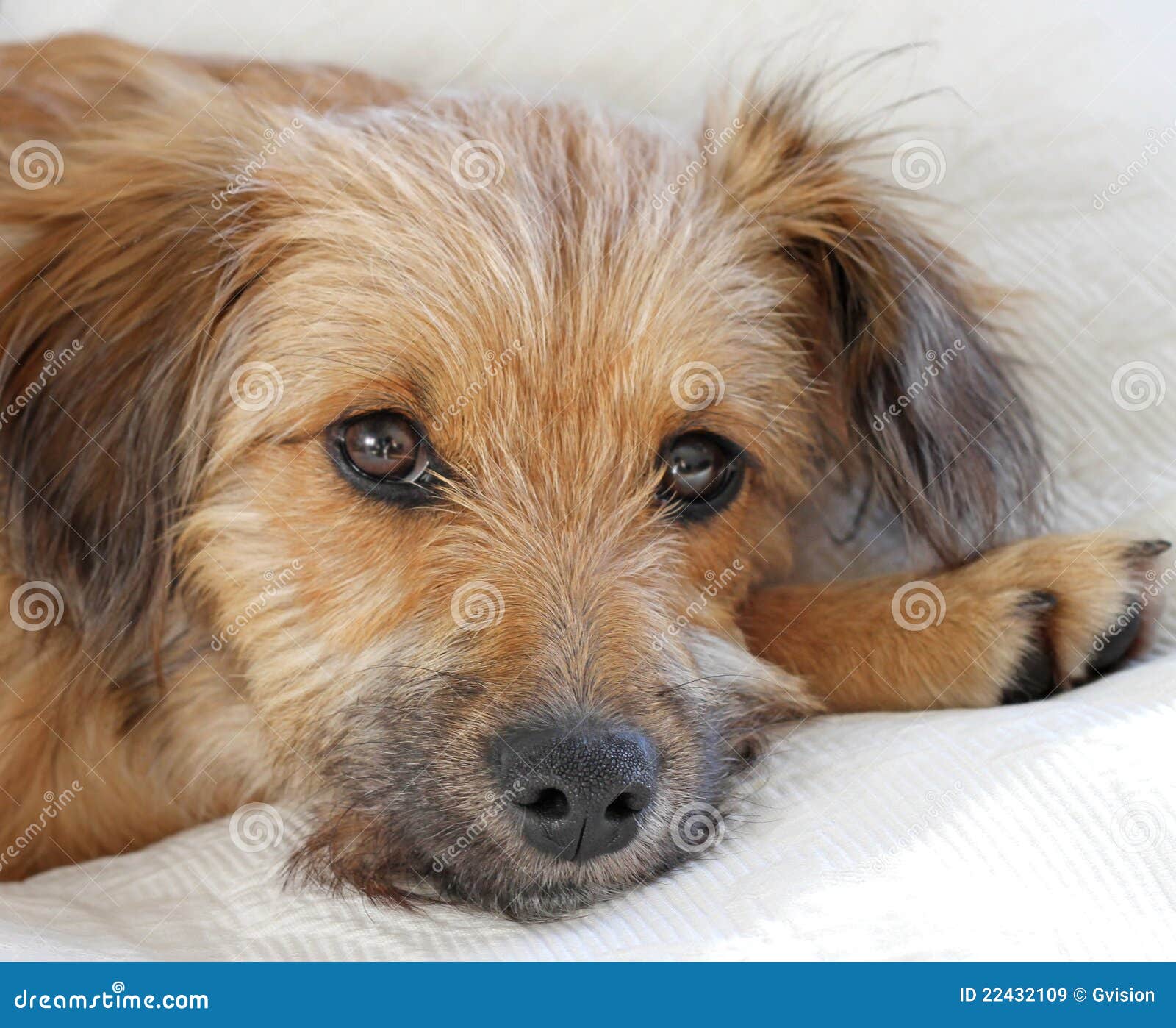 Sweet Dog stock image. Image of faithful, puppy, crossbreed - 22432109