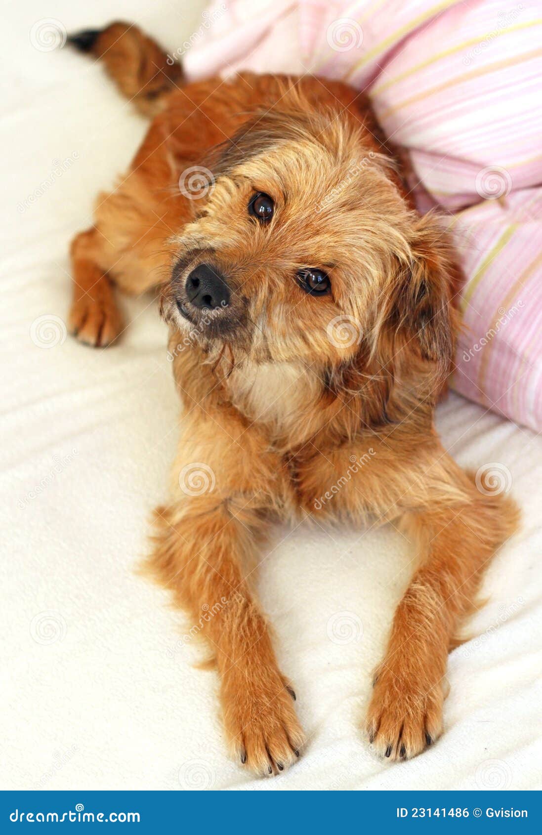 Sweet Dog stock photo. Image of animal, rescue, eyes - 23141486
