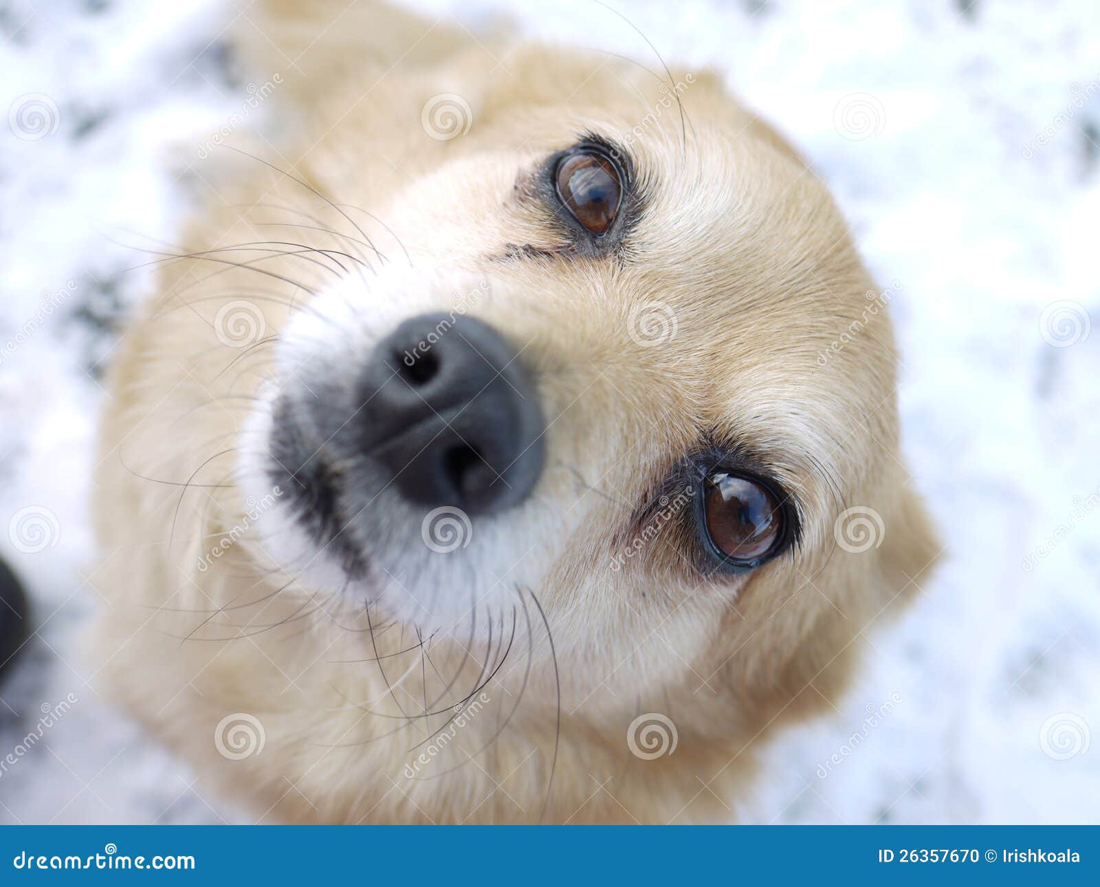 Sweet Dog stock photo. Image of blue, sweet, thinking - 26357670