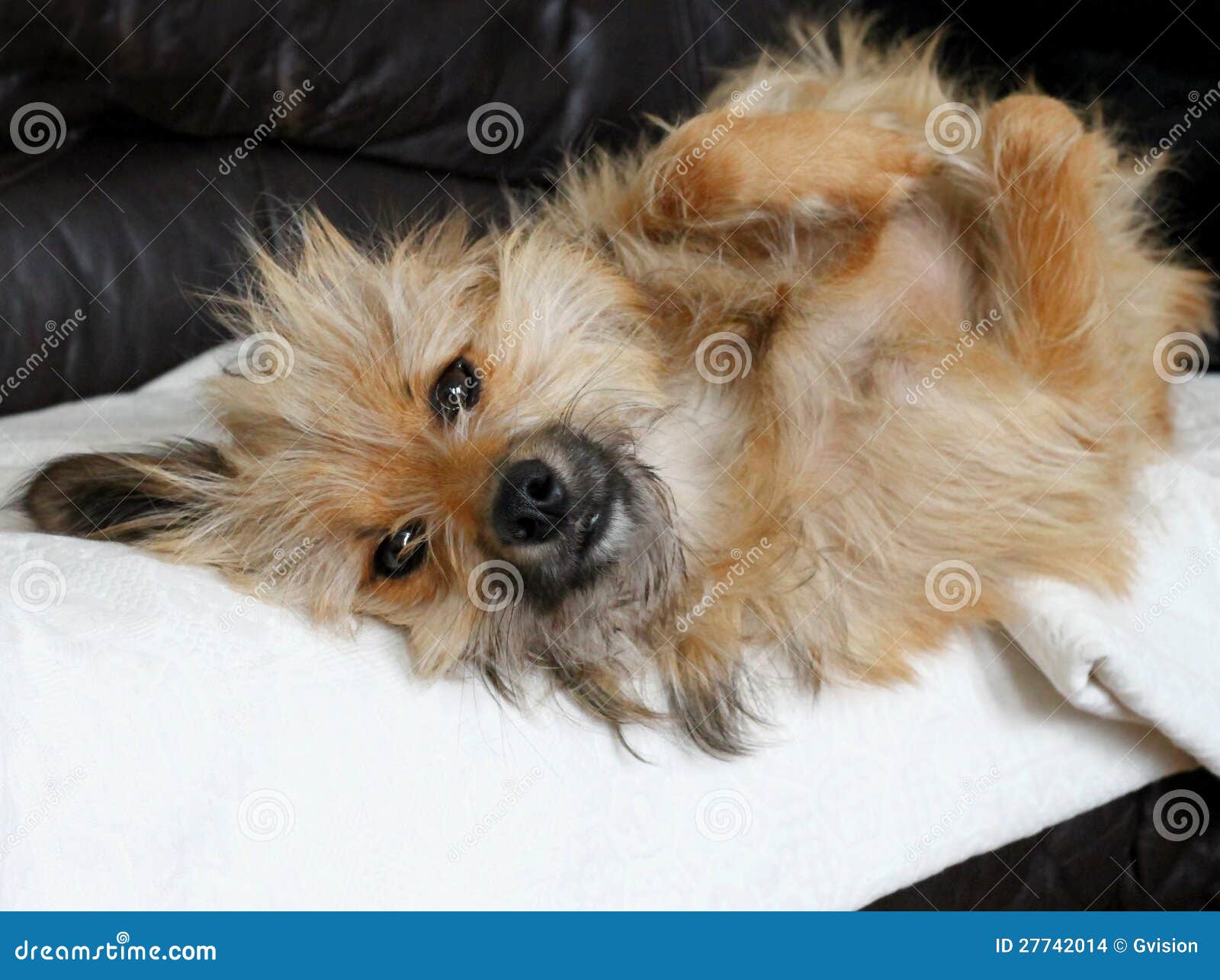 Sweet dog stock photo. Image of rescuedog, head, resting - 27742014