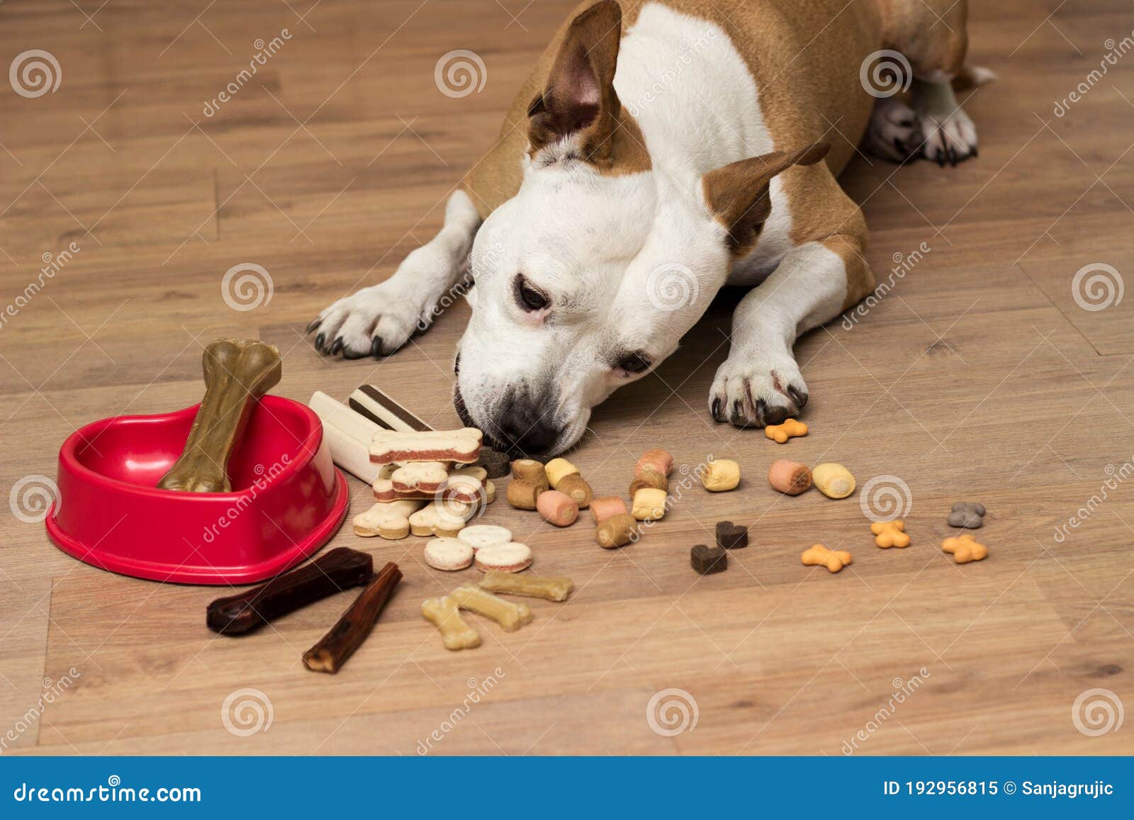 A sweet dog eats a treats stock image. Image of hound - 192956815