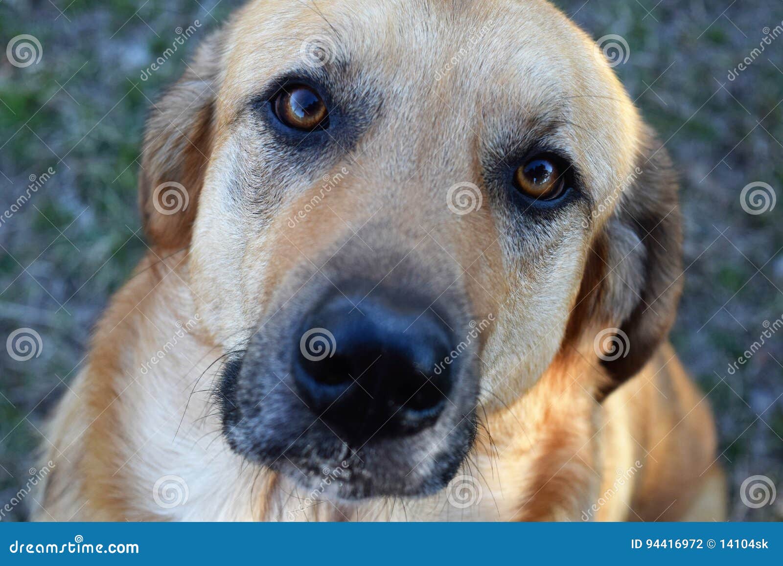 Sweet Dog Face stock photo. Image of face, portrait, nose - 94416972