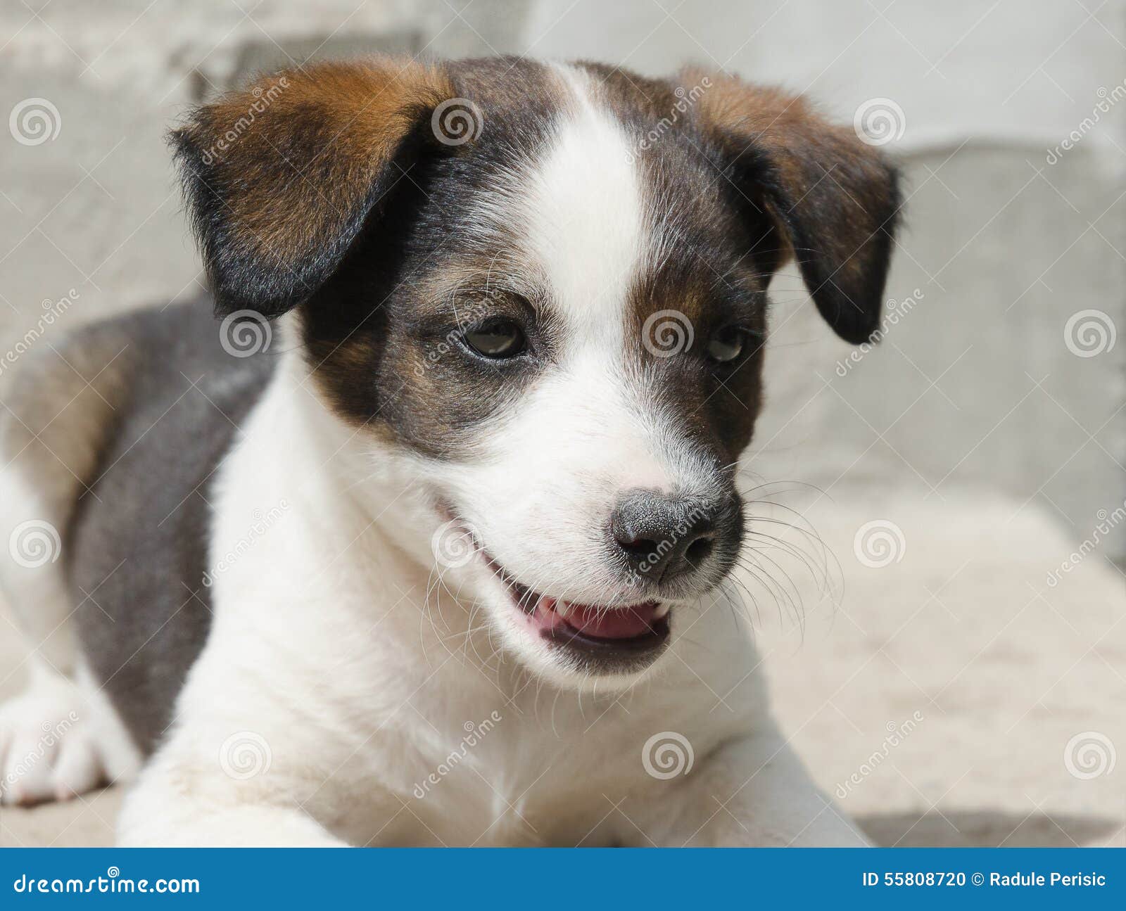 Sweet dog stock photo. Image of mixed, canine, animal - 55808720