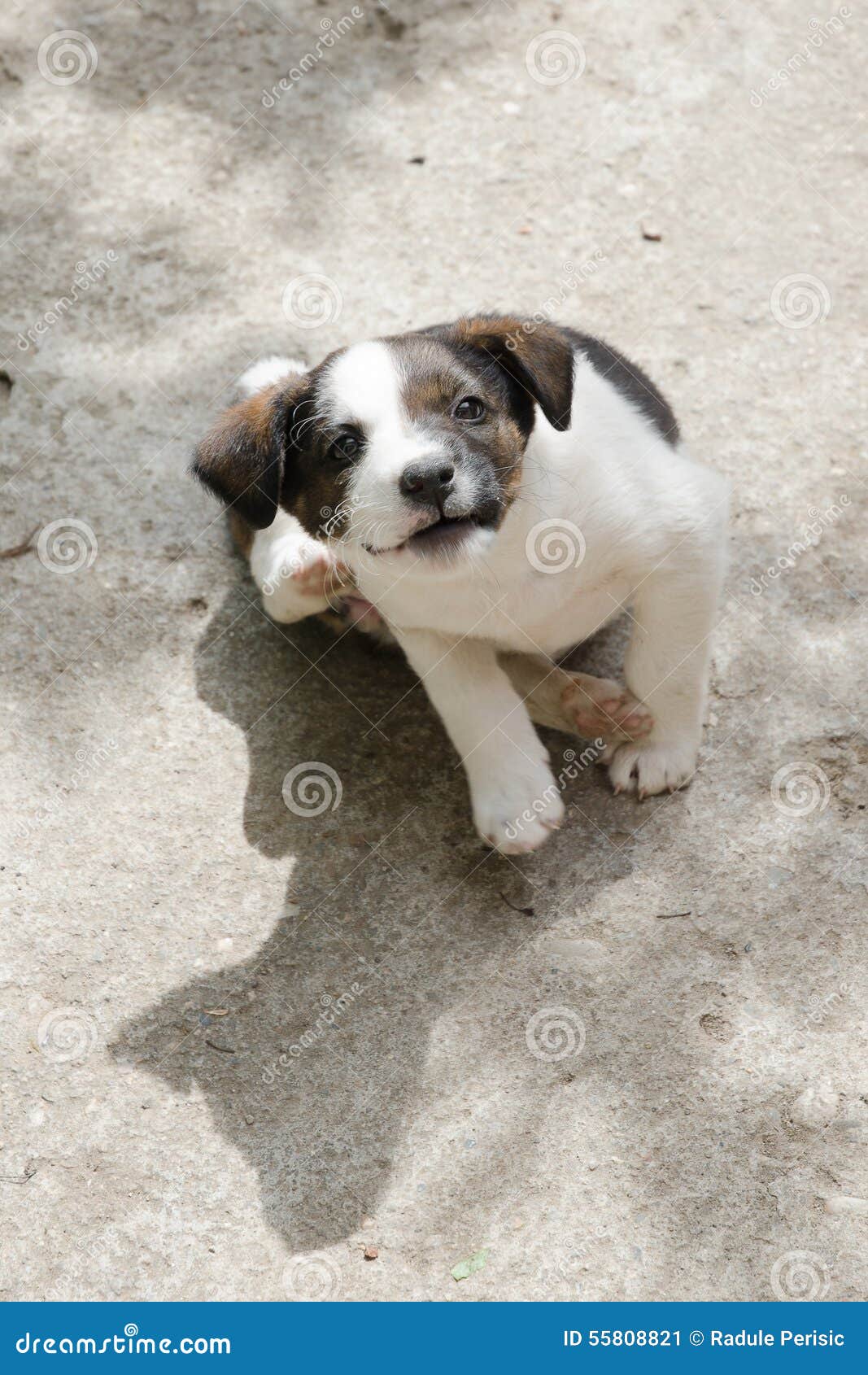 Sweet dog stock image. Image of muzzle, poster, cheerful - 55808821