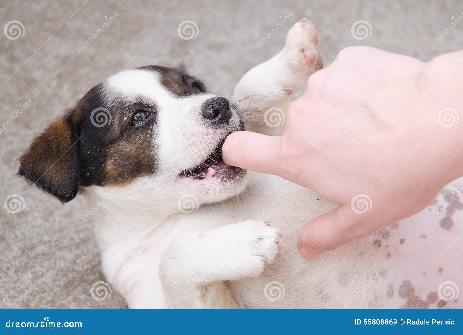 Sweet dog stock image. Image of pets, poster, nature - 55808869