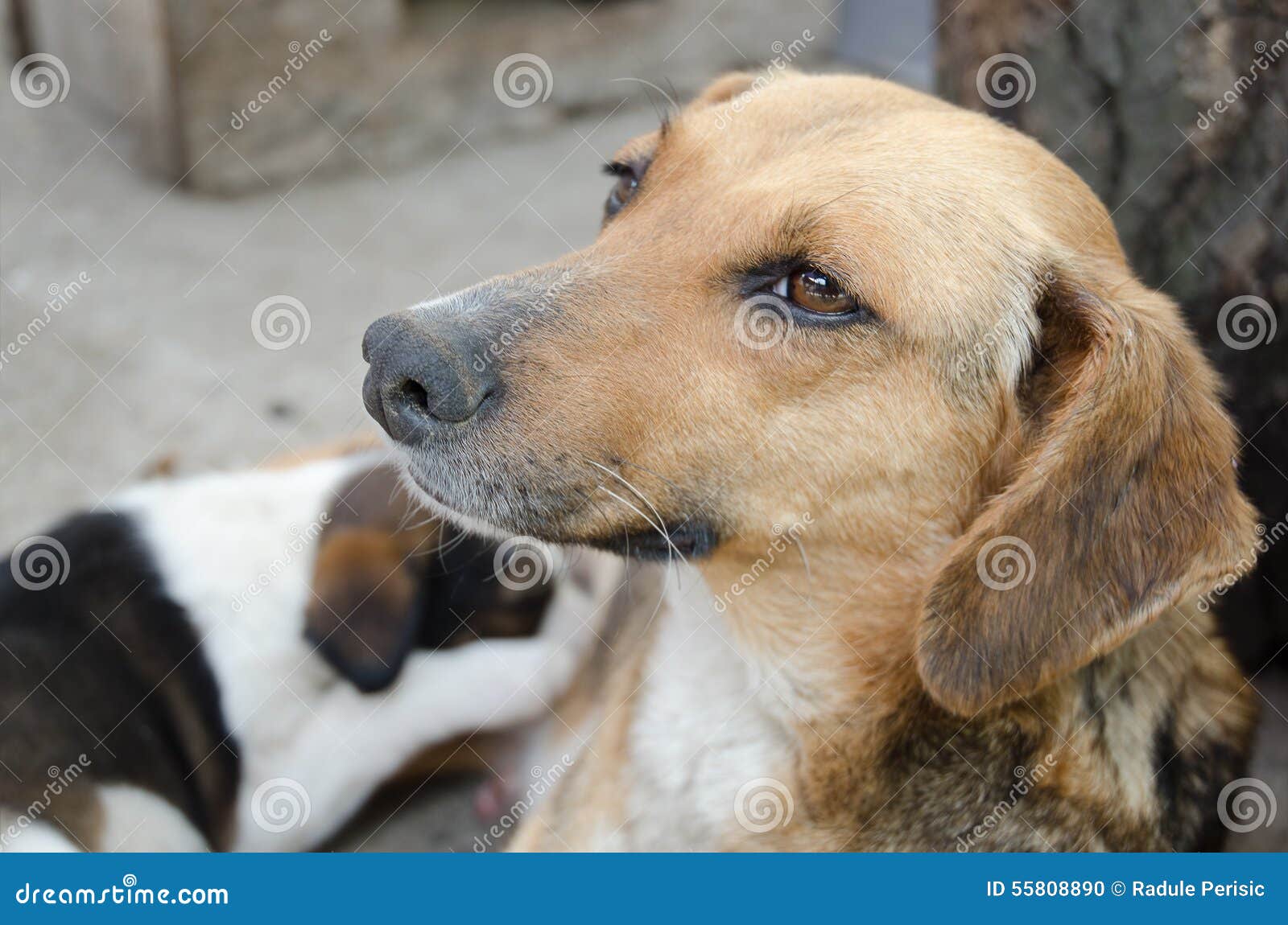 Sweet dog stock photo. Image of muzzle, snout, poster - 55808890