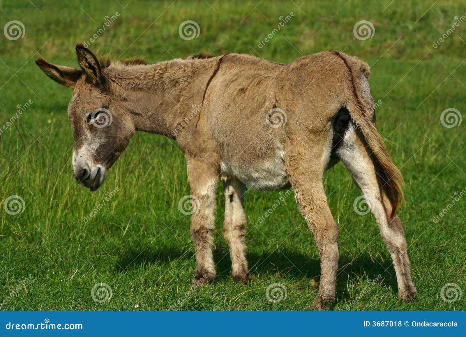 Sweet donkey stock photo. Image of soft, ears, farm, donkey - 3687018