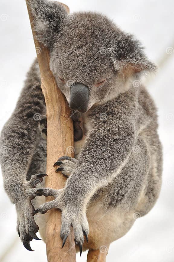 Koala Dreaming stock photo. Image of careless, laze, kick - 28954604