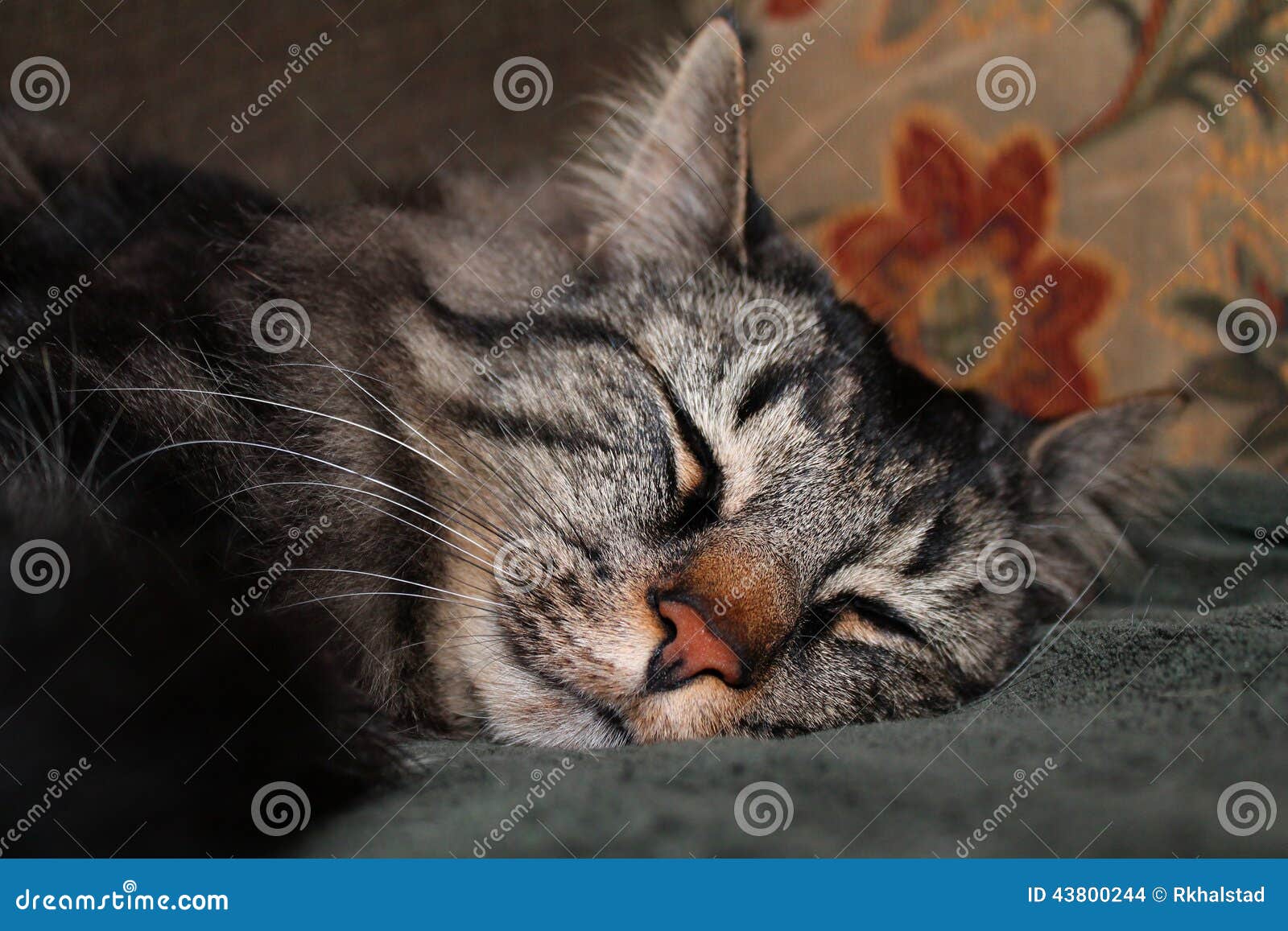 Sweet Dreams Sleeping Cat stock photo. Image of dreams - 43800244
