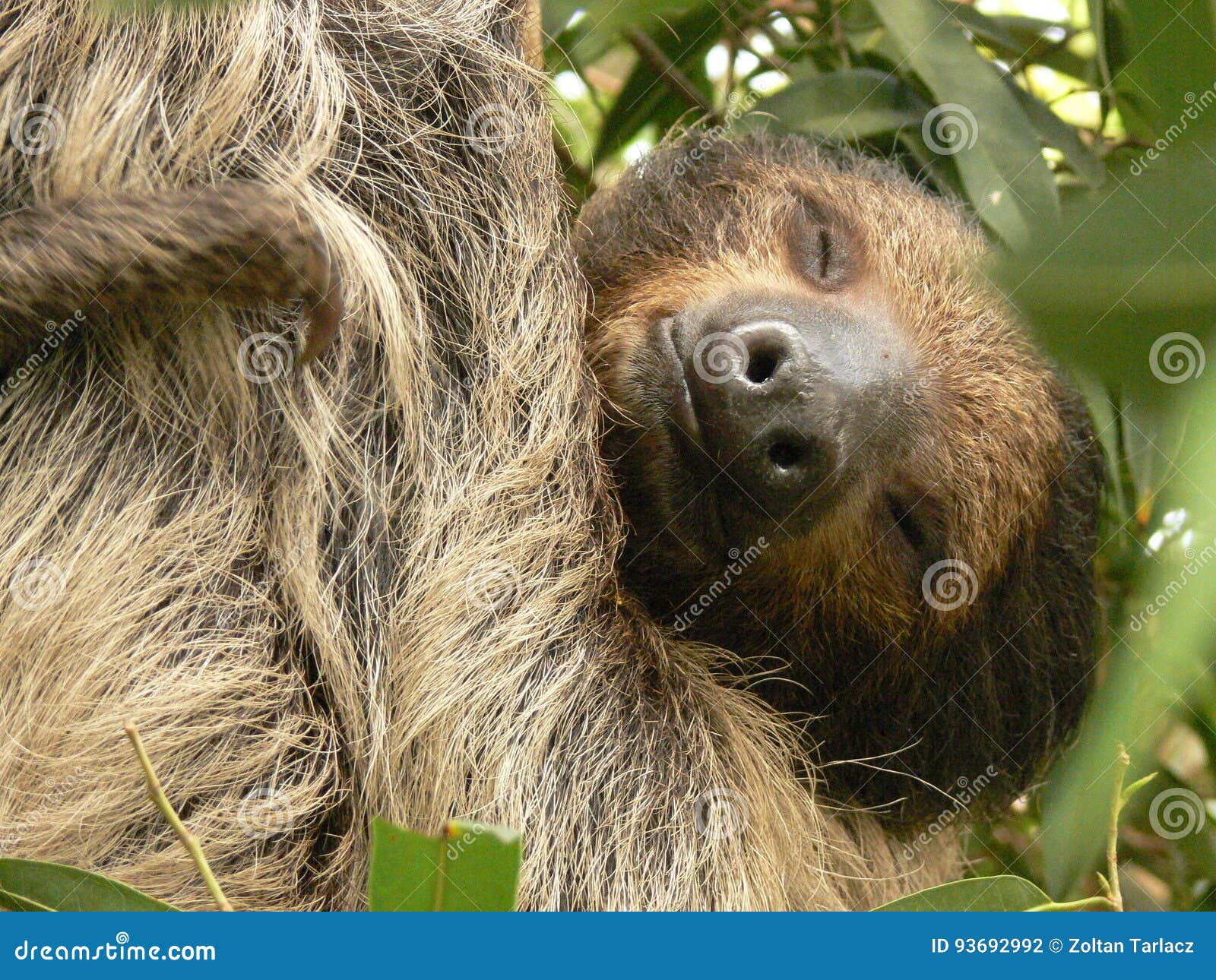 Sweet Dreams of a Sleeping Sloth Stock Photo - Image of portrait, dream ...