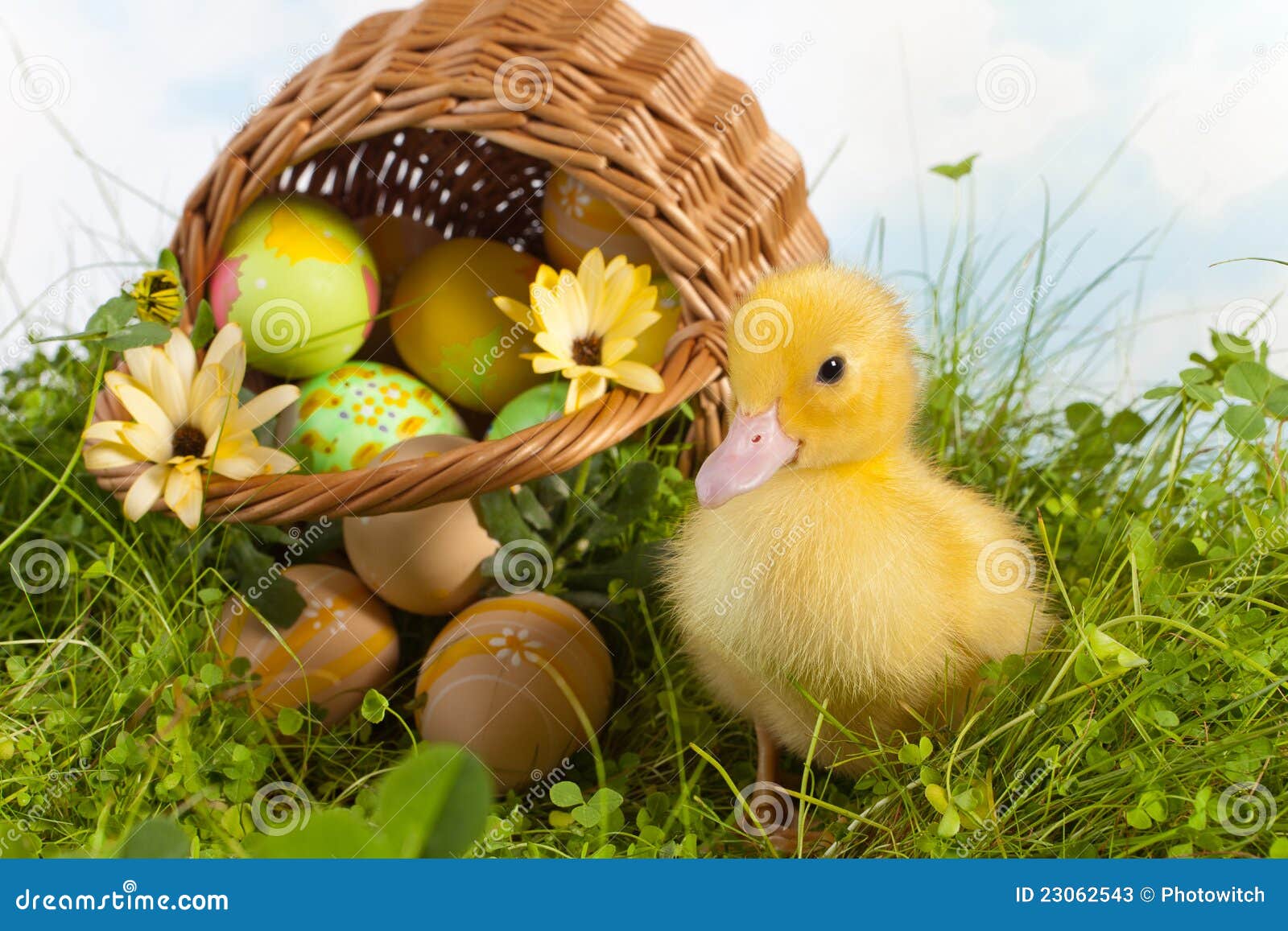 Sweet duckling at easter stock image. Image of newborn - 23062543