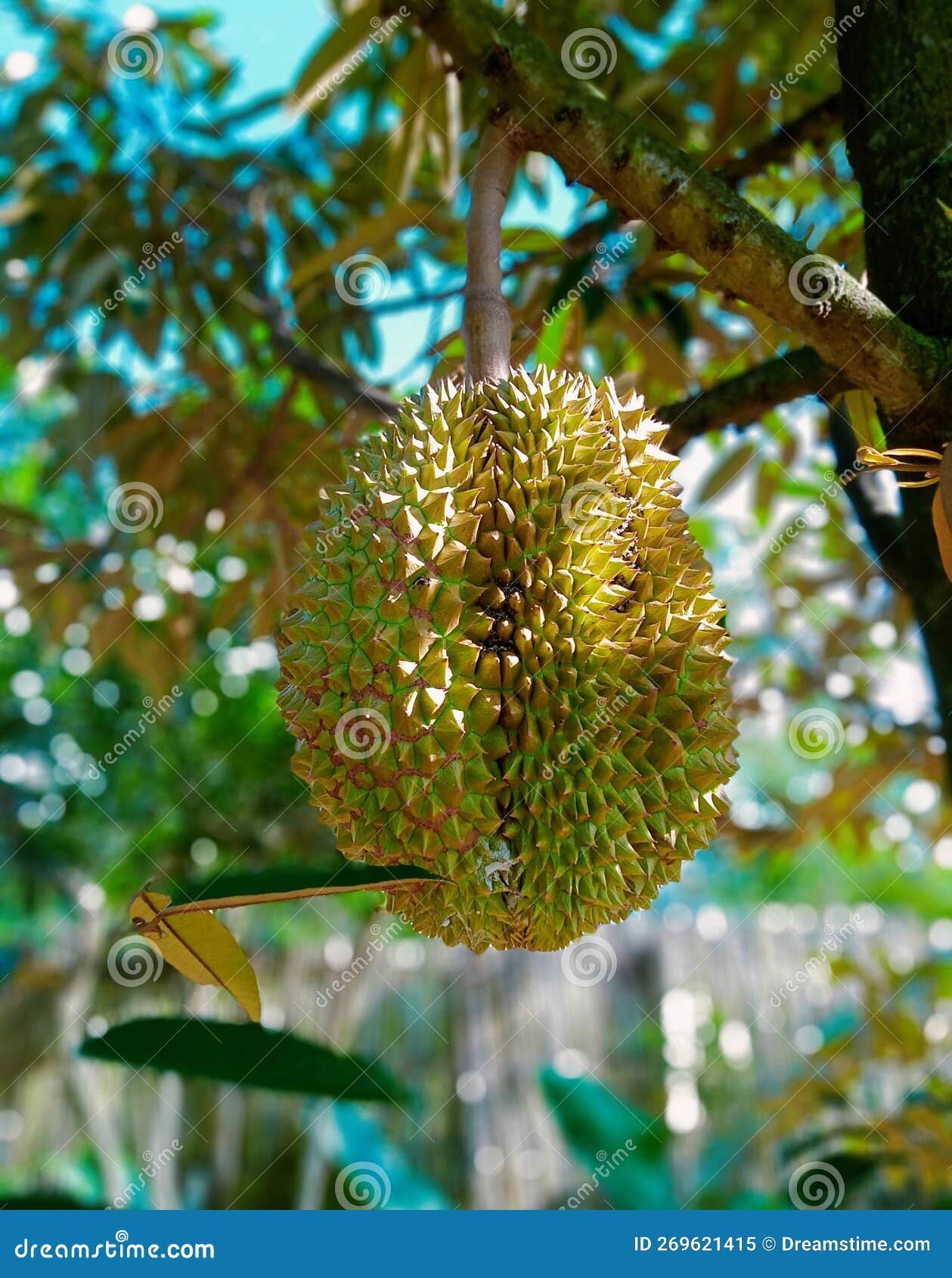 Sweet Durian Tree only in Indonesia Full of Energy Stock Image - Image ...
