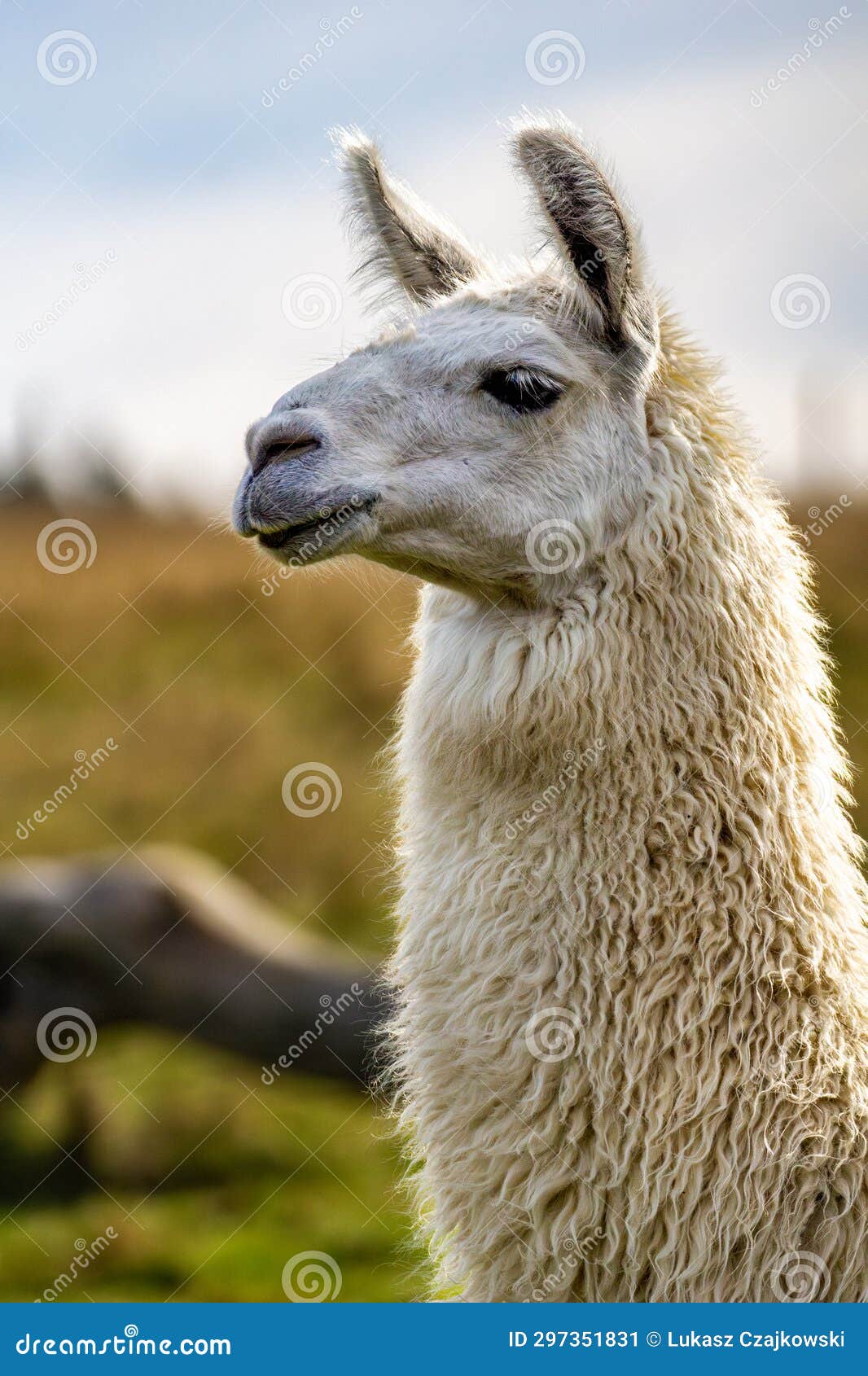 The Sweet Expression of an Alpaca S Face Stock Image - Image of grass ...