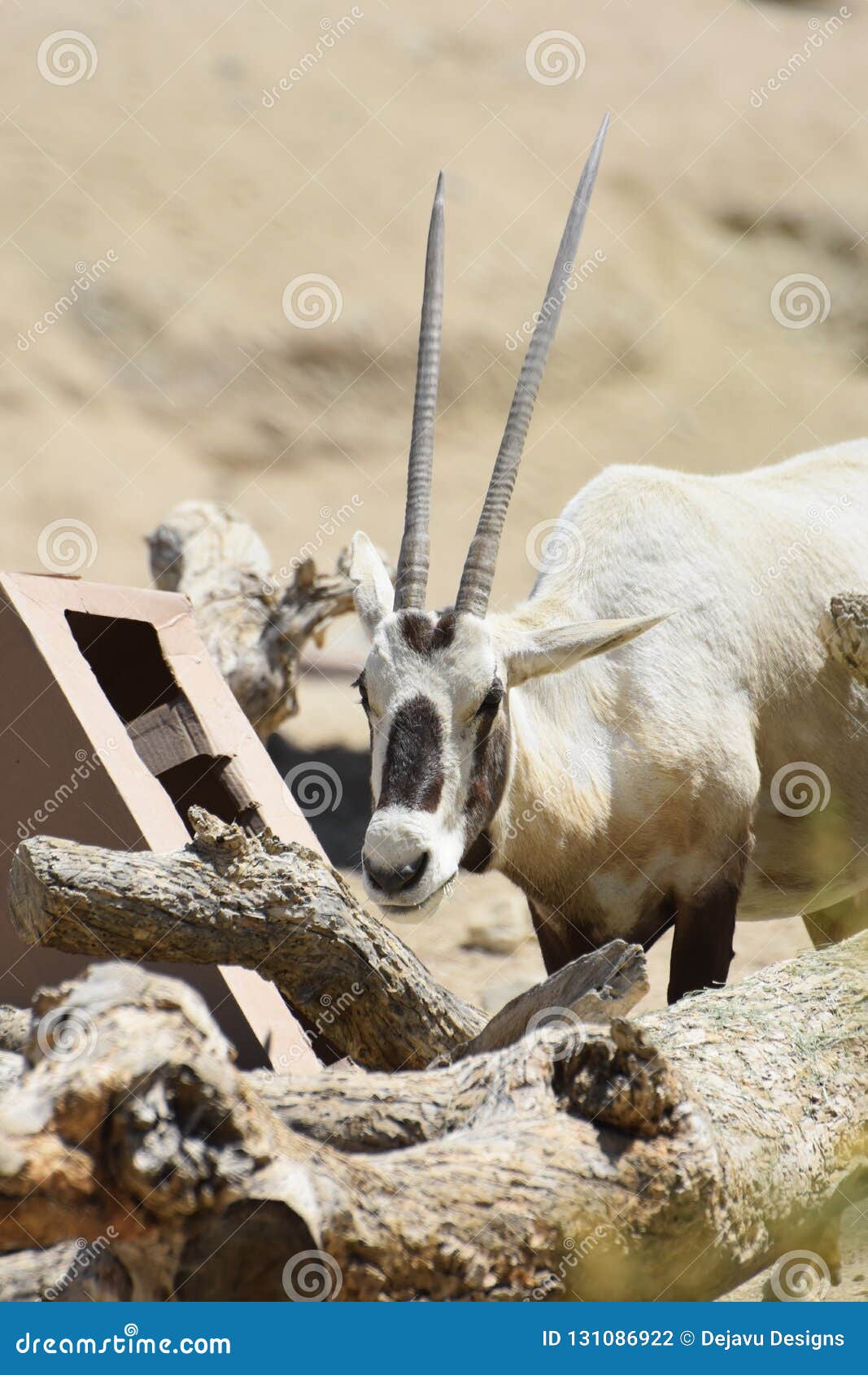 Sweet Expression on the Face of a White Oryx Stock Photo - Image of ...