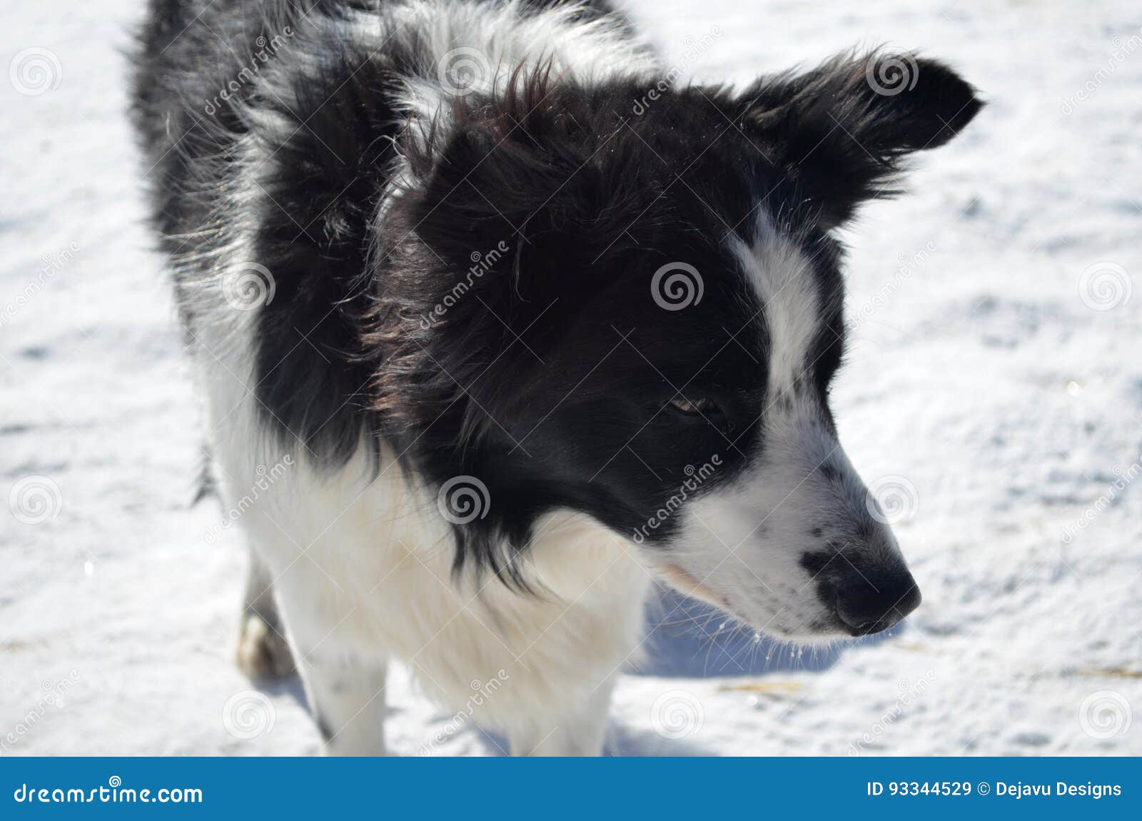 Sweet Face of a Border Collie in the Winter Stock Image - Image of snow ...