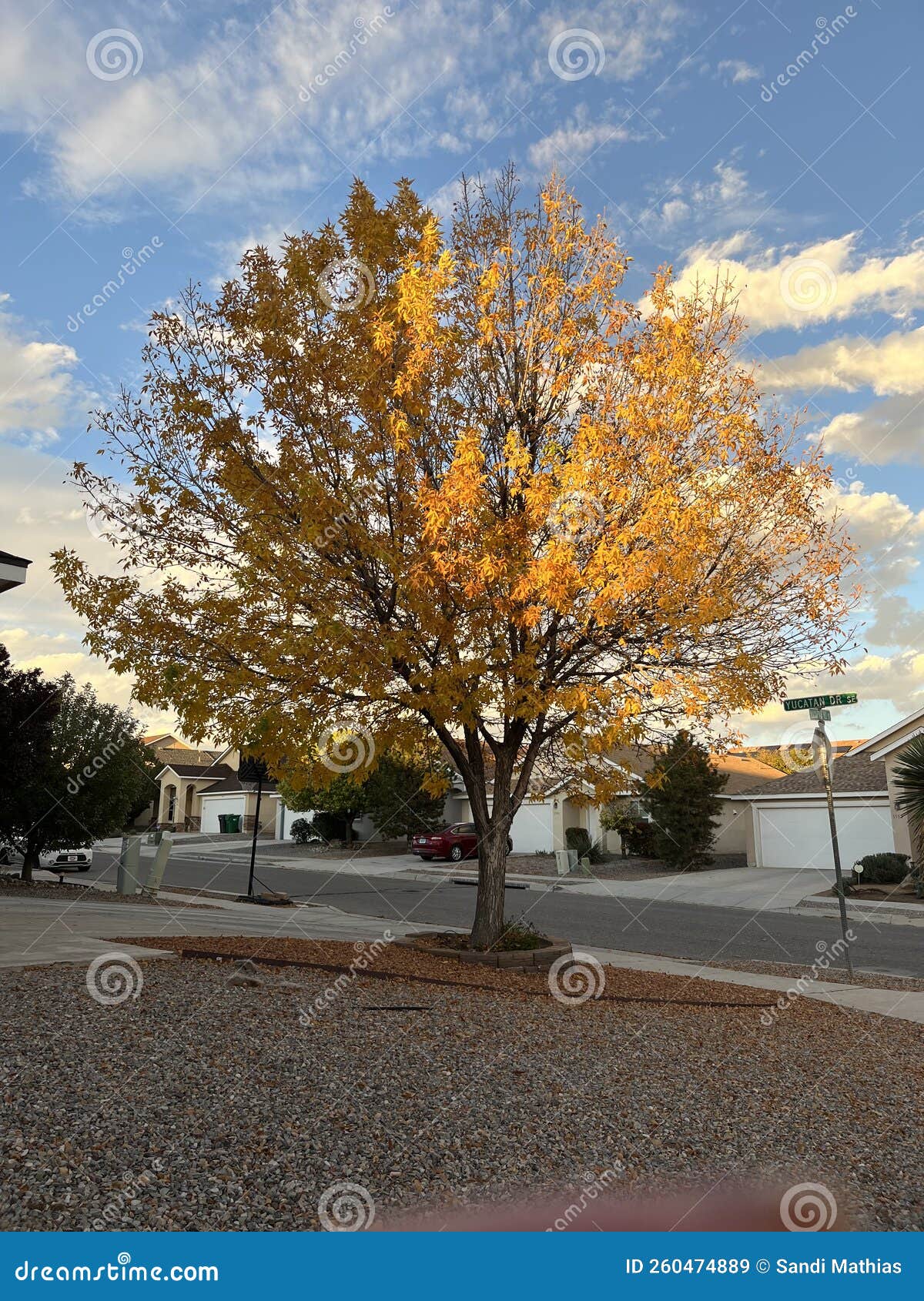 Sweet fall stock image. Image of sunlight, plant, fall - 260474889