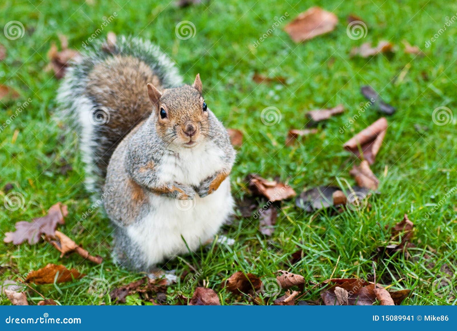 Sweet Fat Squirrel stock image. Image of leaves, natural - 15089941