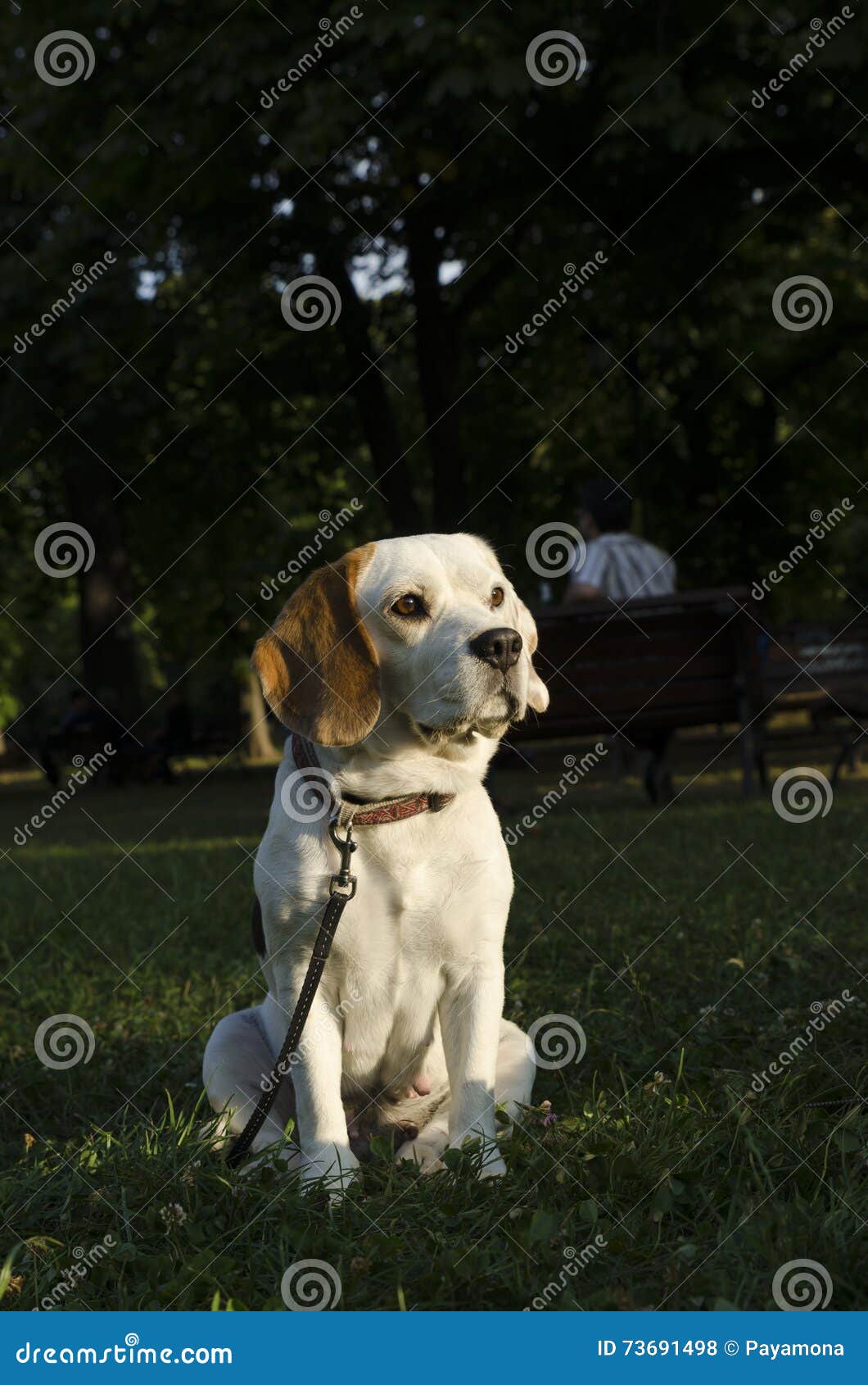 Sweet Female Beagle Sitting in a City Park Stock Photo - Image of lawn ...