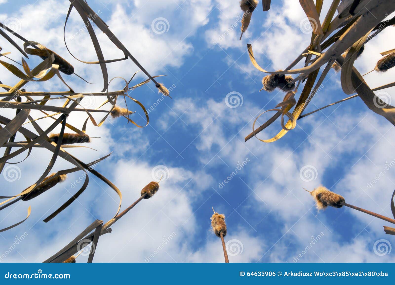 Sweet flag in the autumn stock photo. Image of pond, brown - 64633906