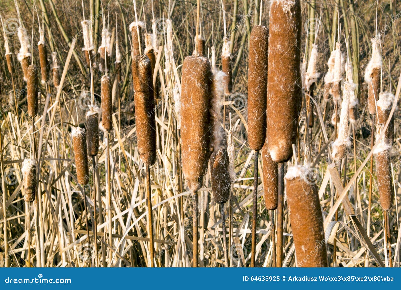 Sweet flag in the autumn stock image. Image of lake, impressionist ...