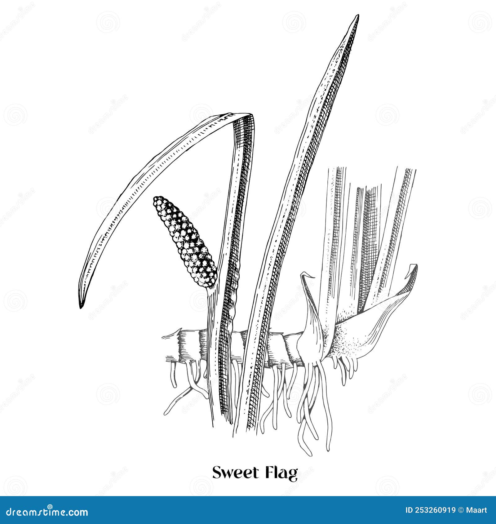 Sweet Flag. Hand Drawn Plant. Medicinal Plant Stock Vector ...