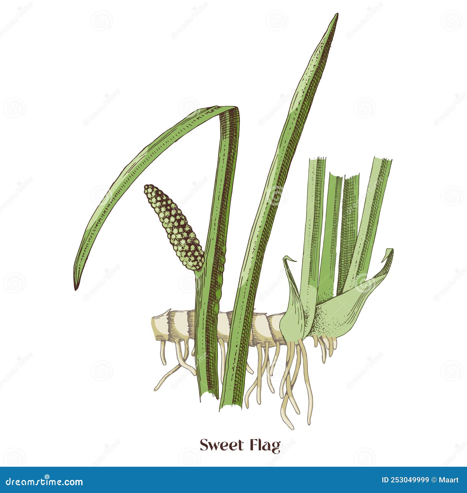 Sweet Flag. Hand Drawn Plant. Medicinal Plant Stock Vector ...