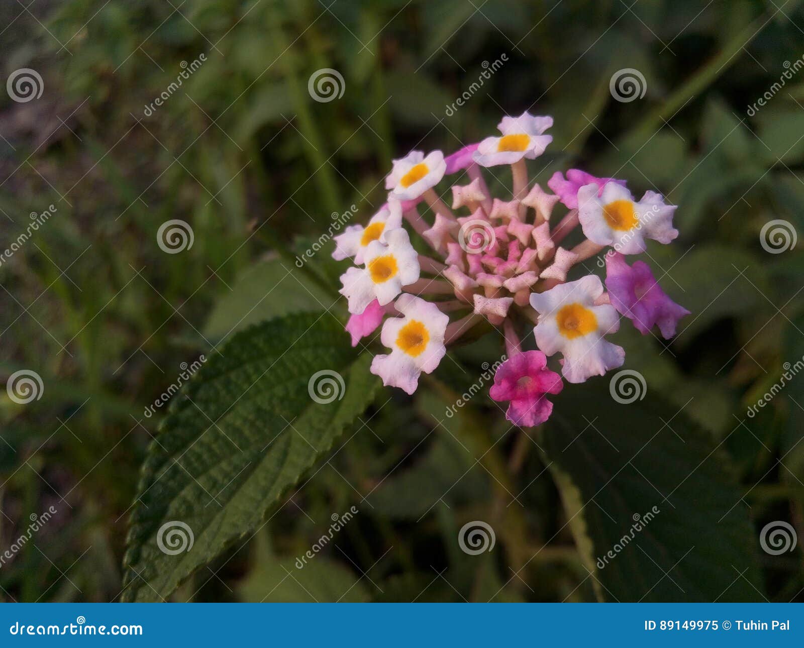 Sweet flower stock image. Image of flower, creamy, sweet - 89149975