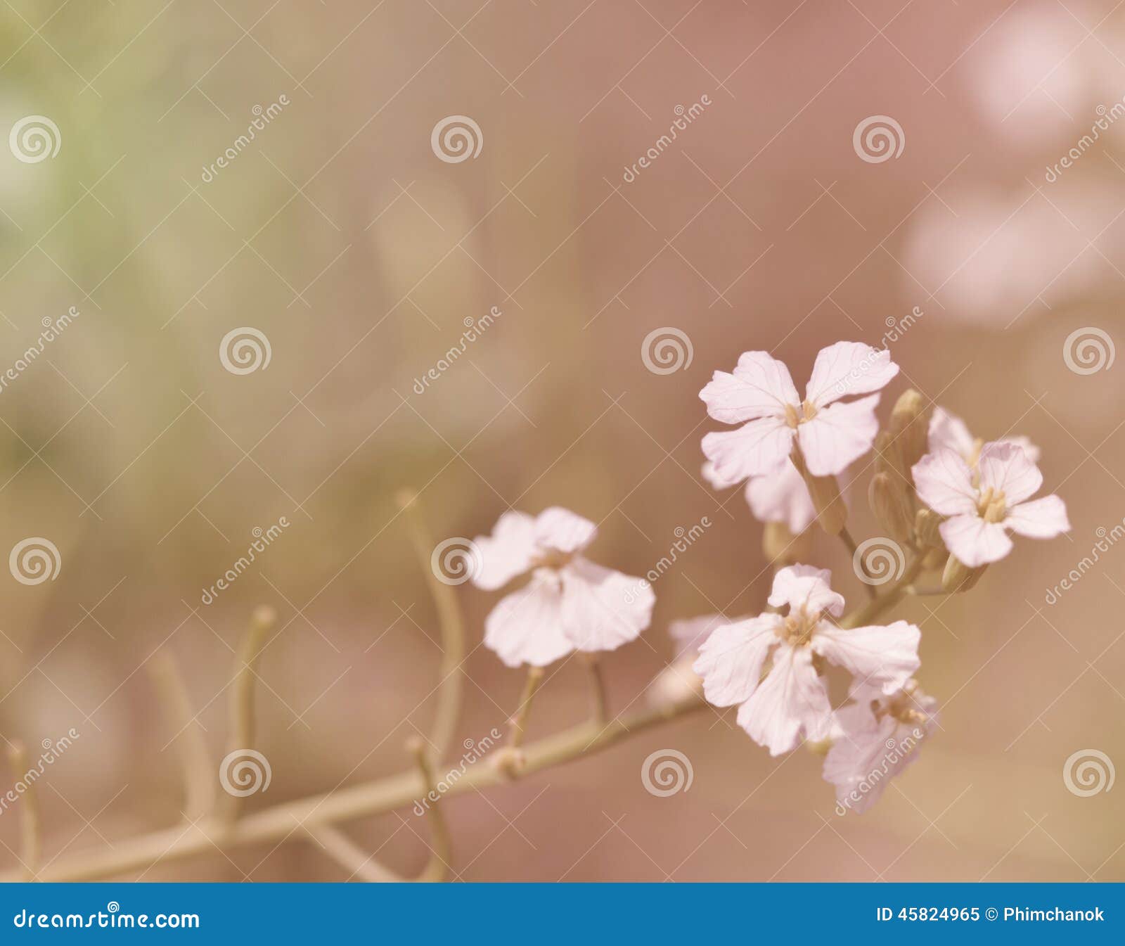 Sweet flowers stock image. Image of abstract, soft, beauty - 45824965