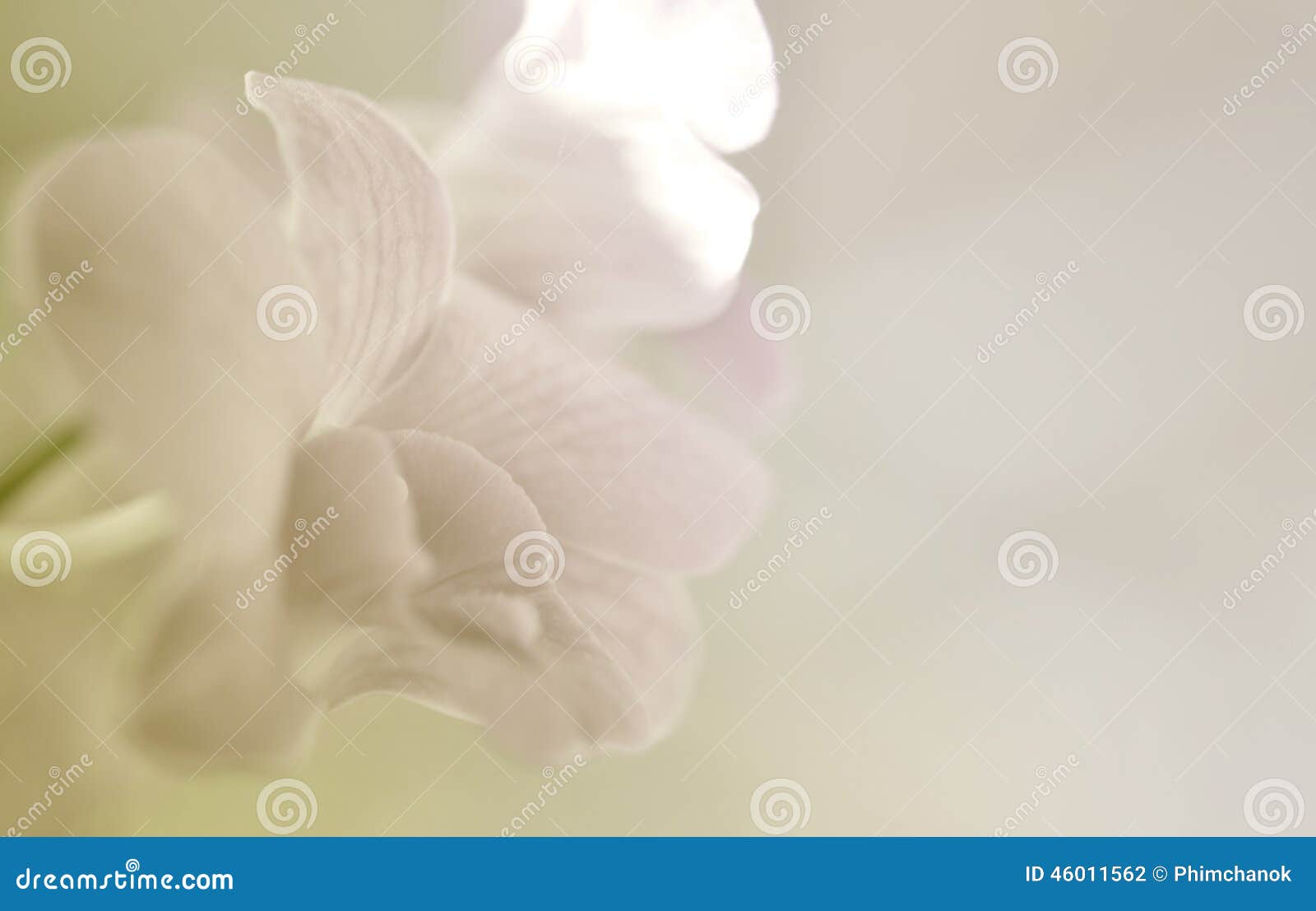 Sweet Flowers in Soft Style Stock Photo - Image of bouquet, tiny: 46011562