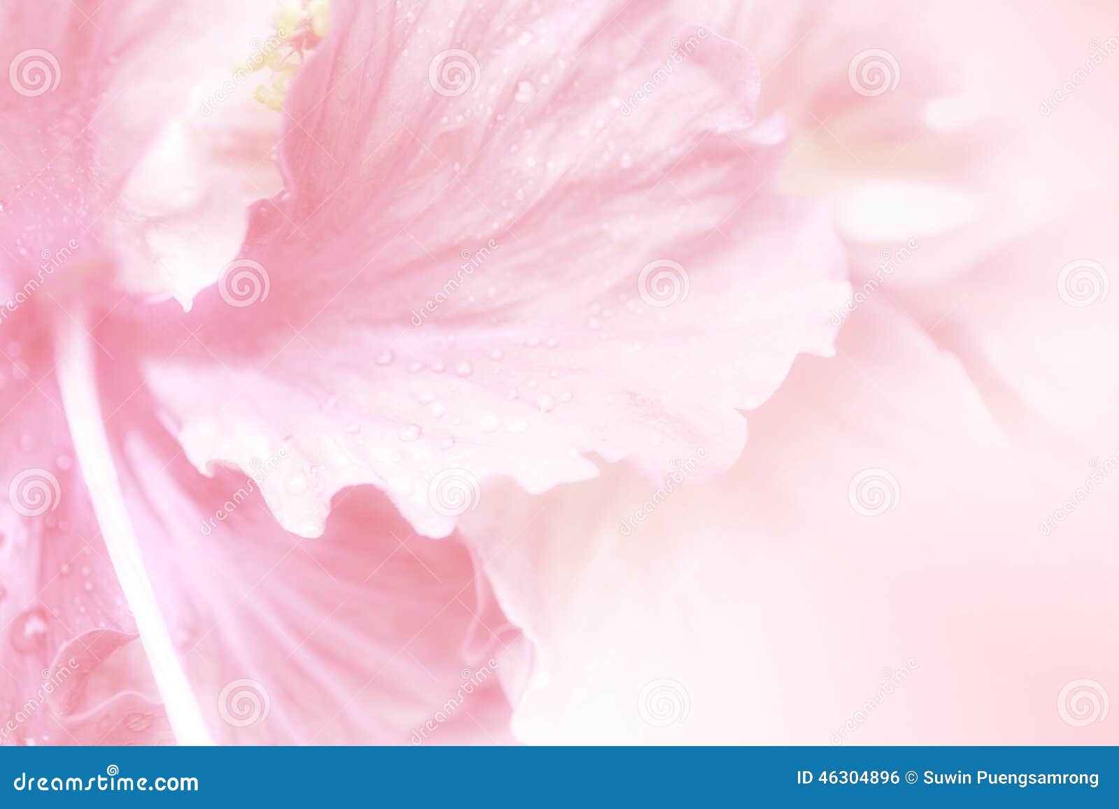 Sweet Flowers Soft Style for Background Stock Photo - Image of flora ...