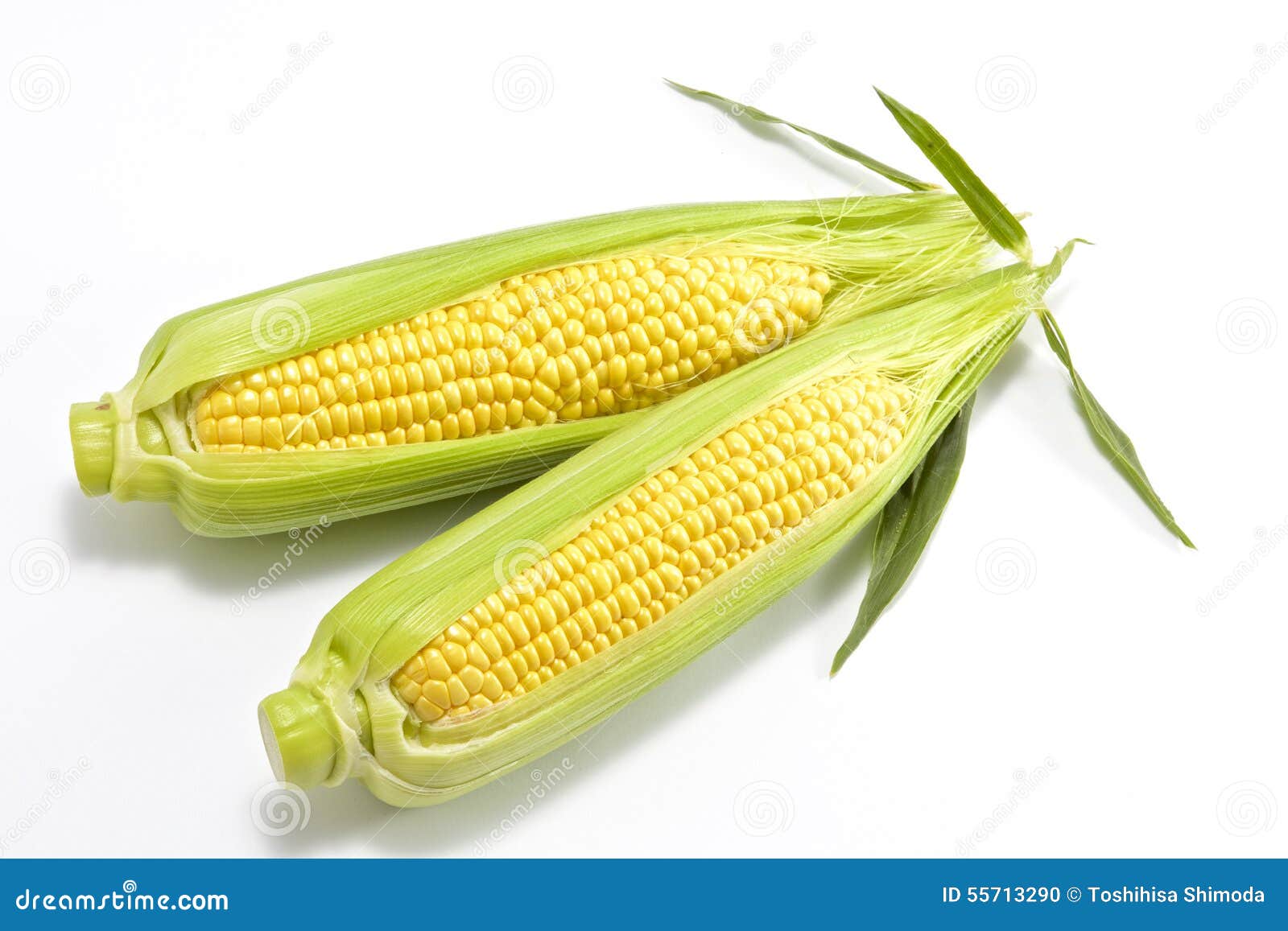 Sweet fresh corn stock photo. Image of harvest, isolation - 55713290
