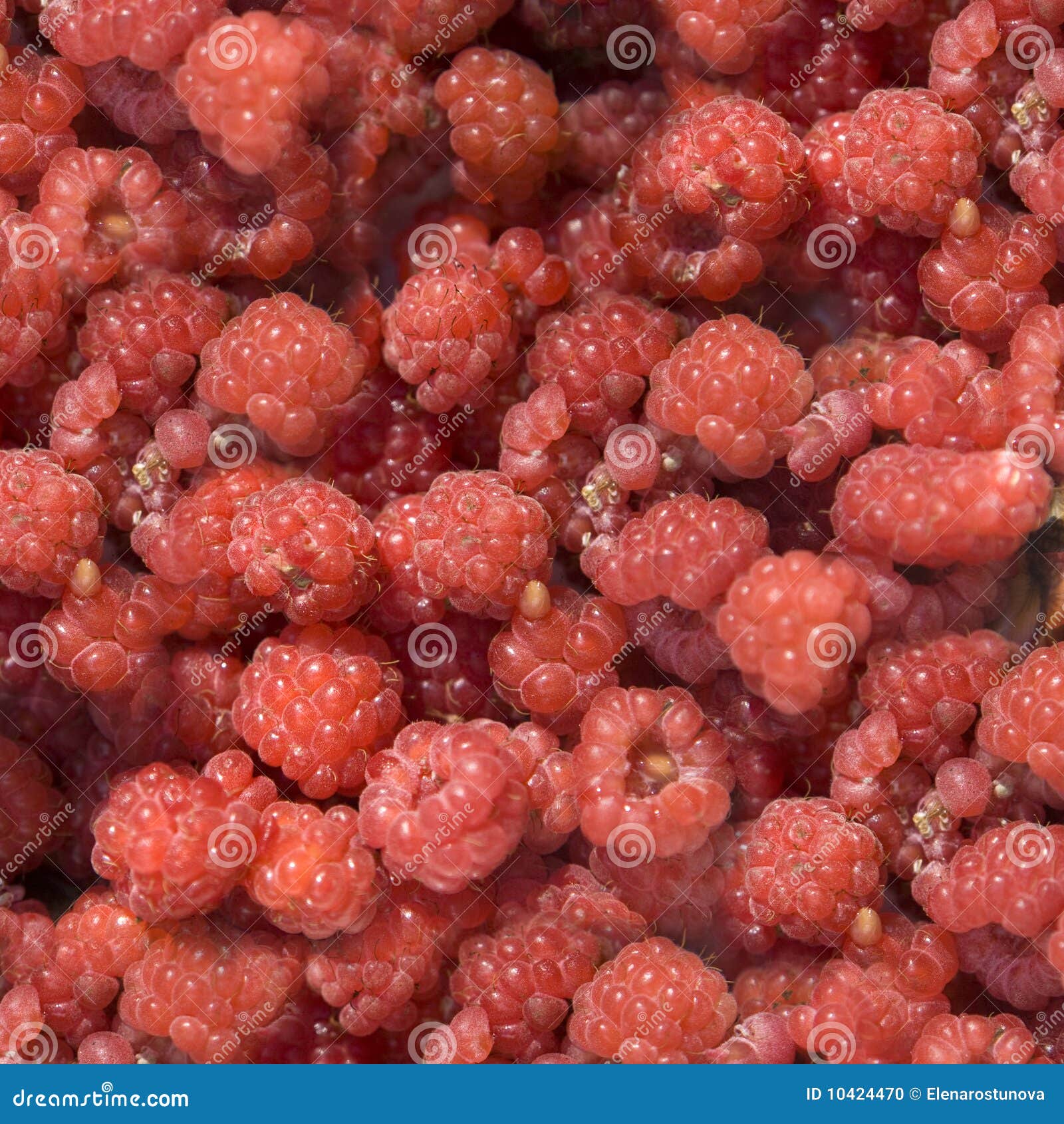 Sweet fresh raspberry stock photo. Image of nature, large - 10424470