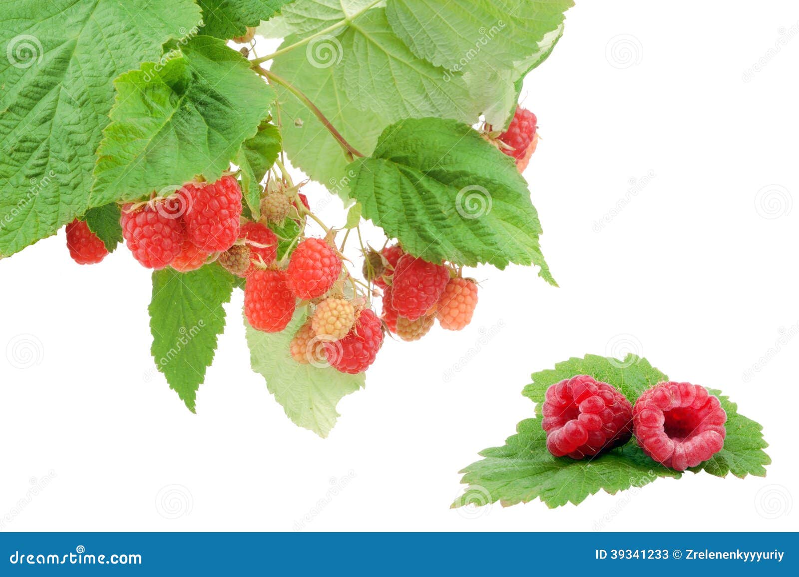 Sweet Fresh Raspberry Fruit with Green Leaf Stock Image - Image of ...