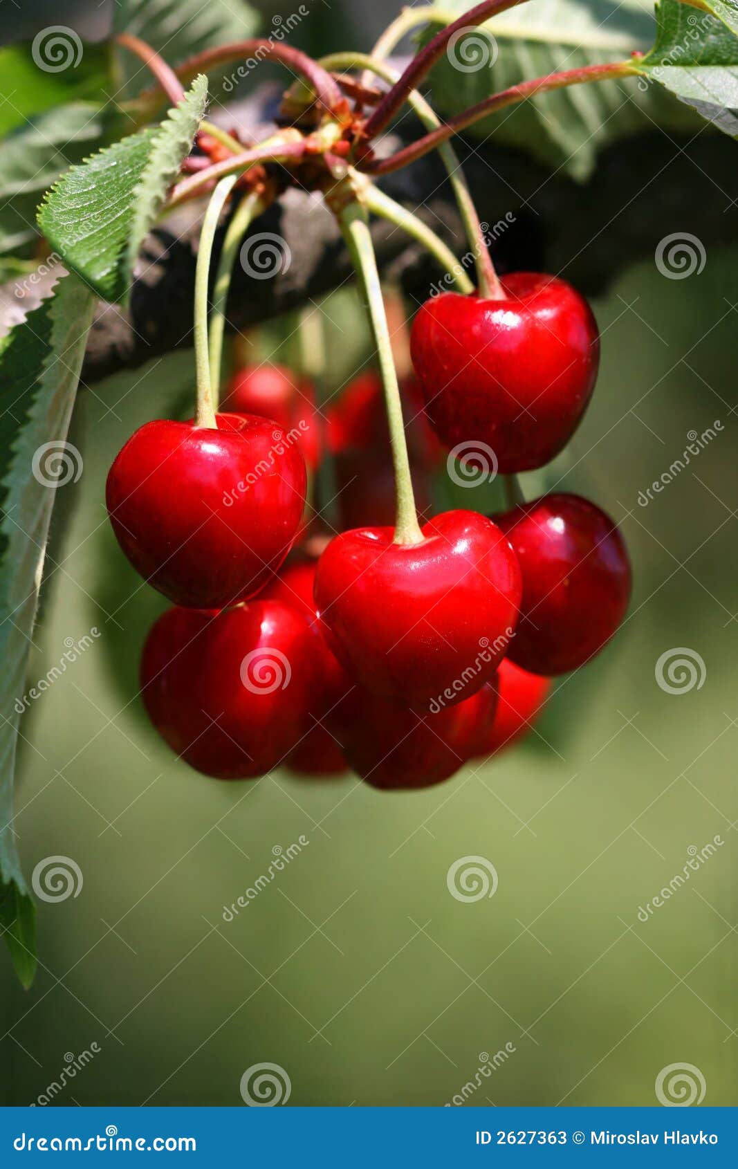 Sweet fruit stock image. Image of scarlet, fruit, vitamine - 2627363