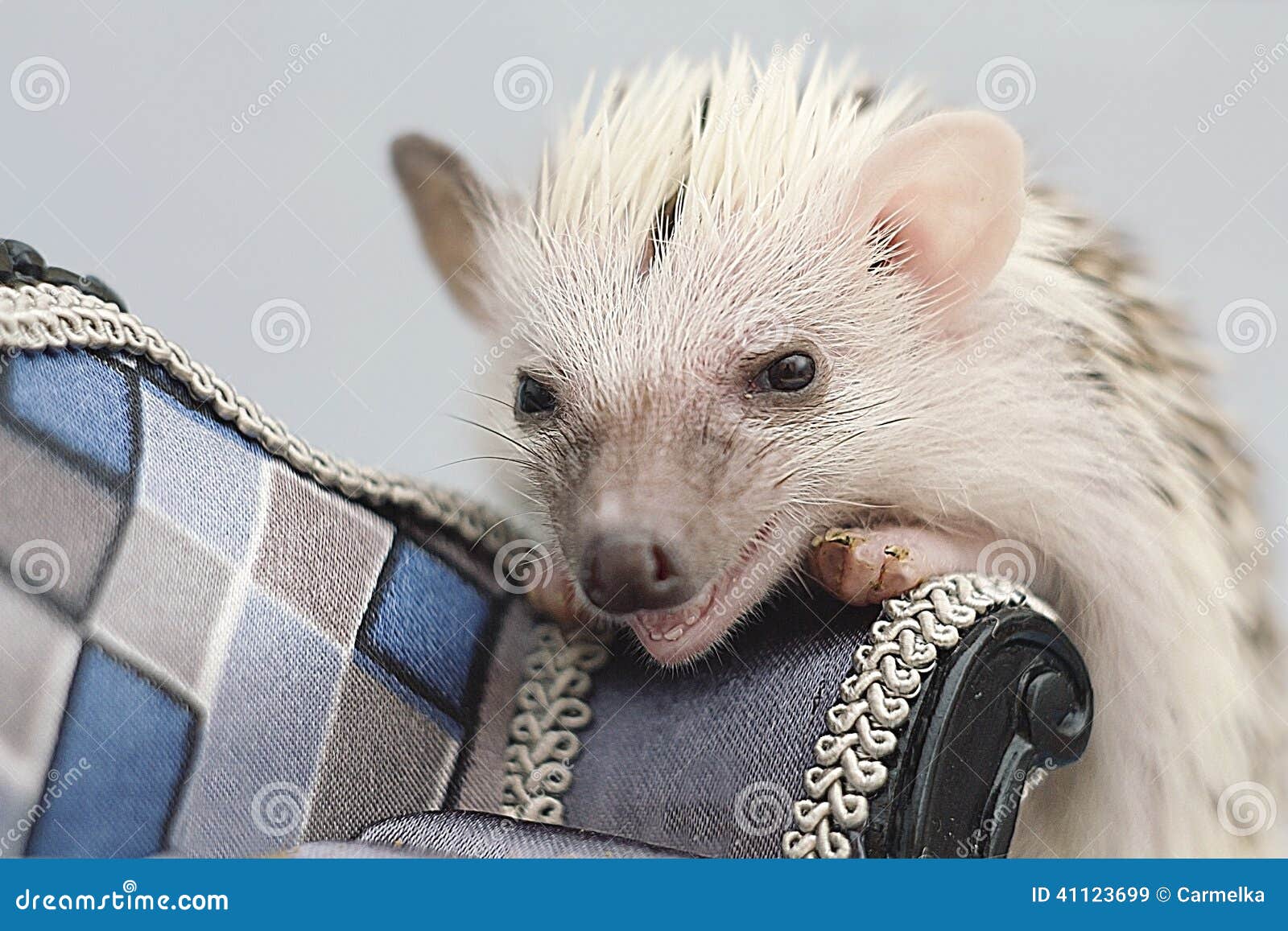 Sweet Fun Cute Hedgehog Baby Stock Image - Image of animal, mouse: 41123699
