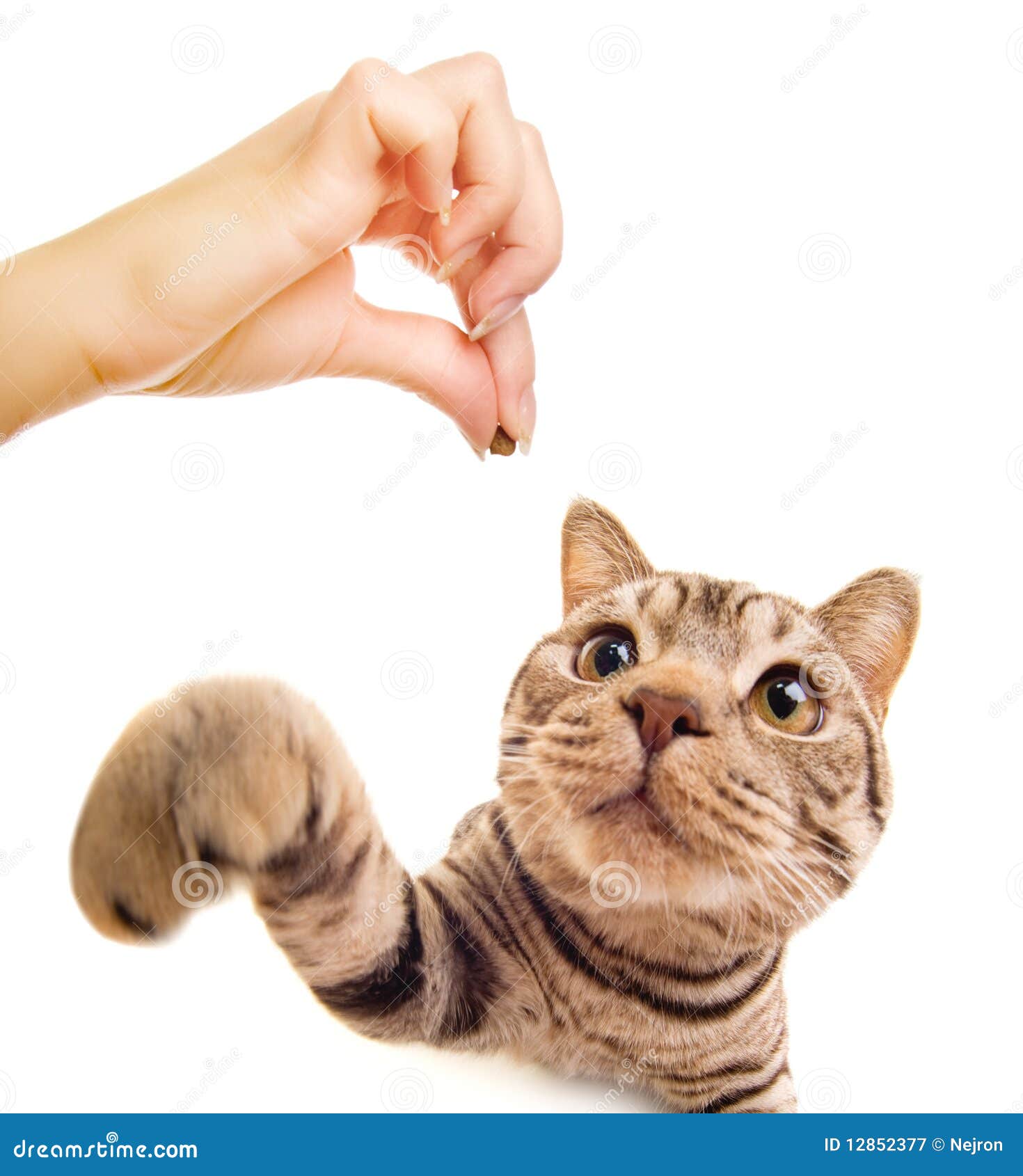 Sweet funny kitten stock image. Image of brown, ears - 12852377