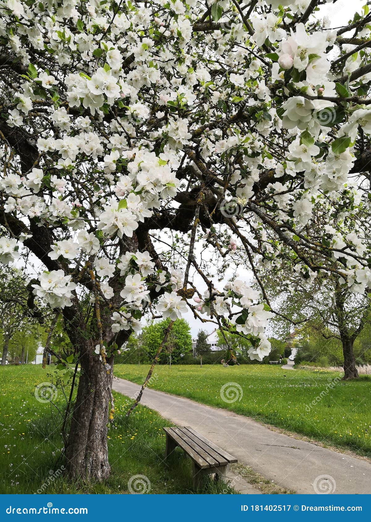 Sweet Garden in Spring stock image. Image of garden - 181402517