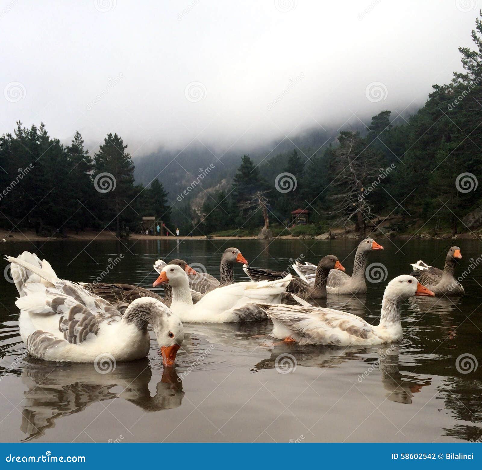 Sweet geese stock photo. Image of geese, sweet, water - 58602542