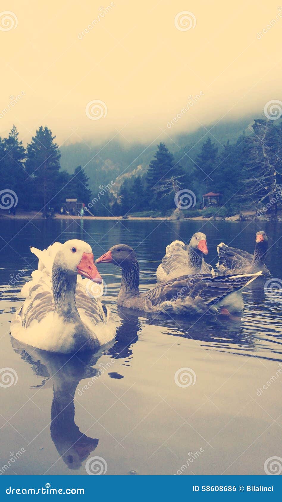 Sweet geese on the lake stock photo. Image of geese, duck - 58608686